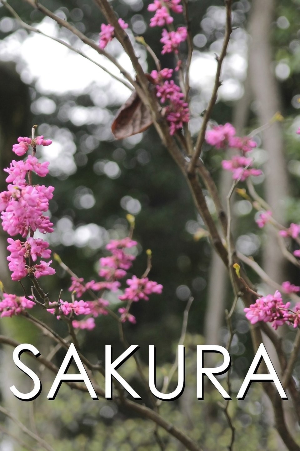 Sakura | Rotten Tomatoes