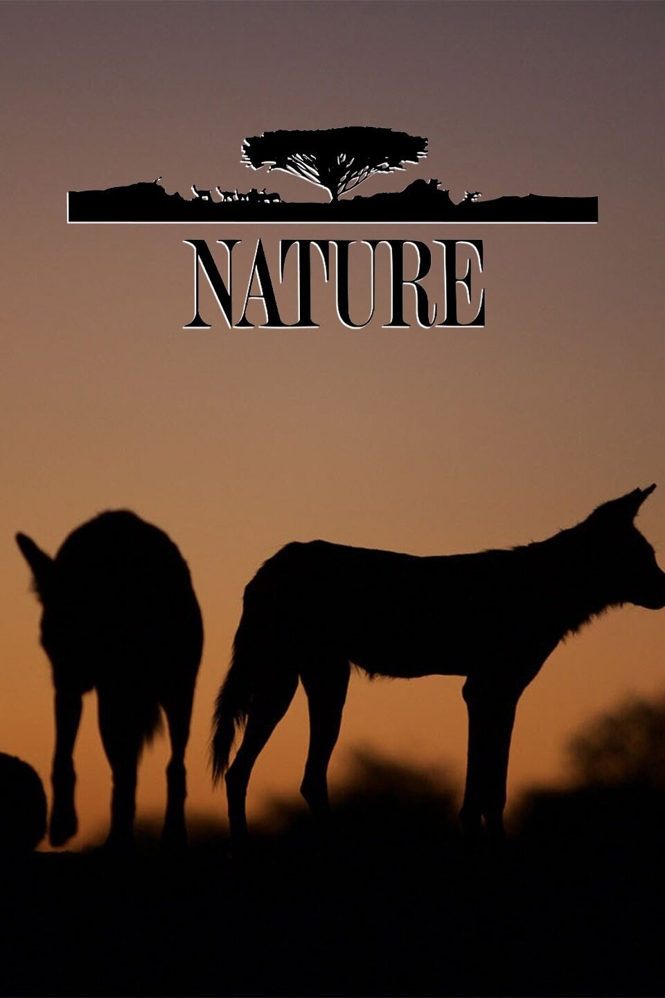 Nature: Season 37 Pictures | Rotten Tomatoes