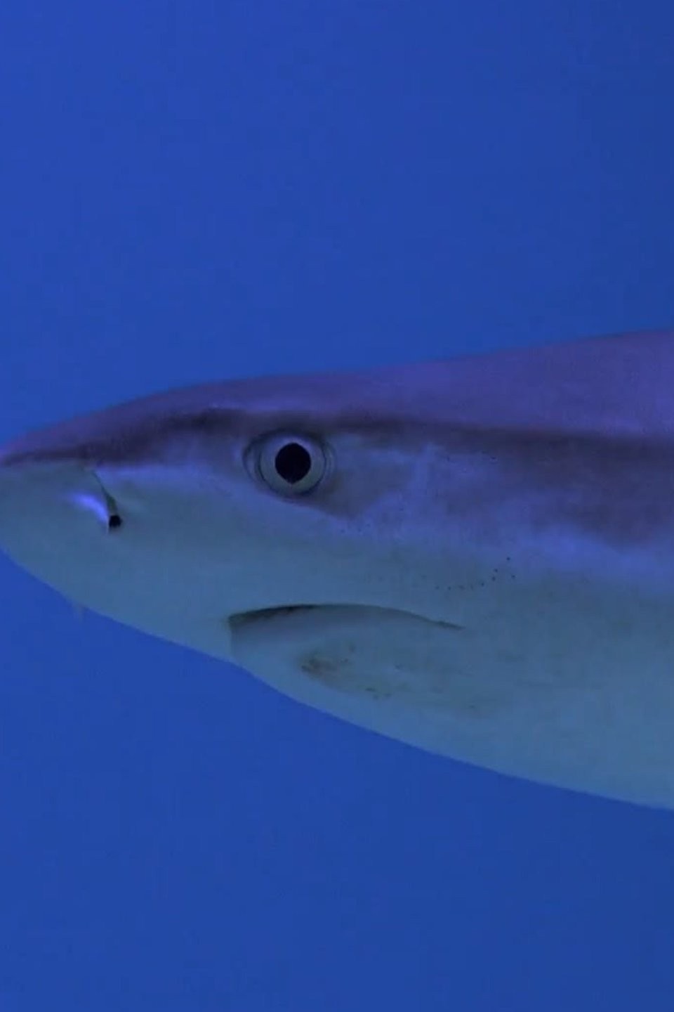 Tracy Morgans Giant Shark Tank Revealed Pictures Rotten Tomatoes