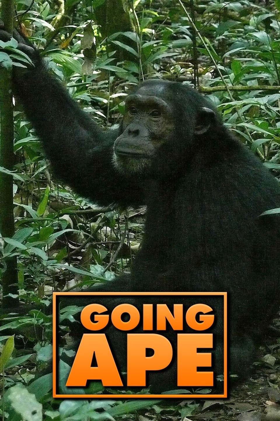 Going Ape Pictures | Rotten Tomatoes