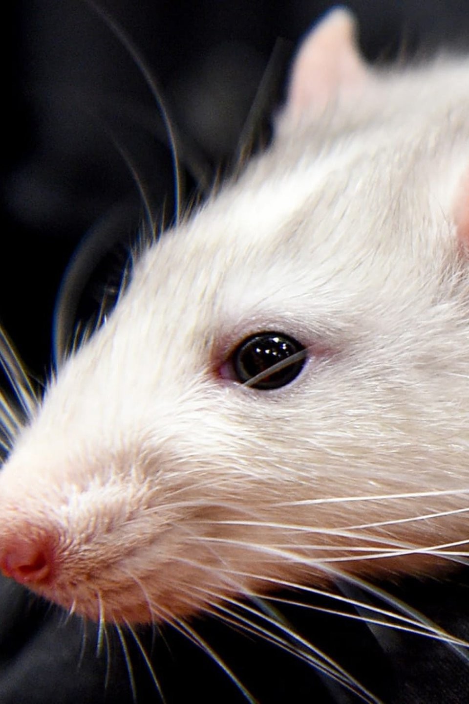 Giggling Rats Pictures | Rotten Tomatoes