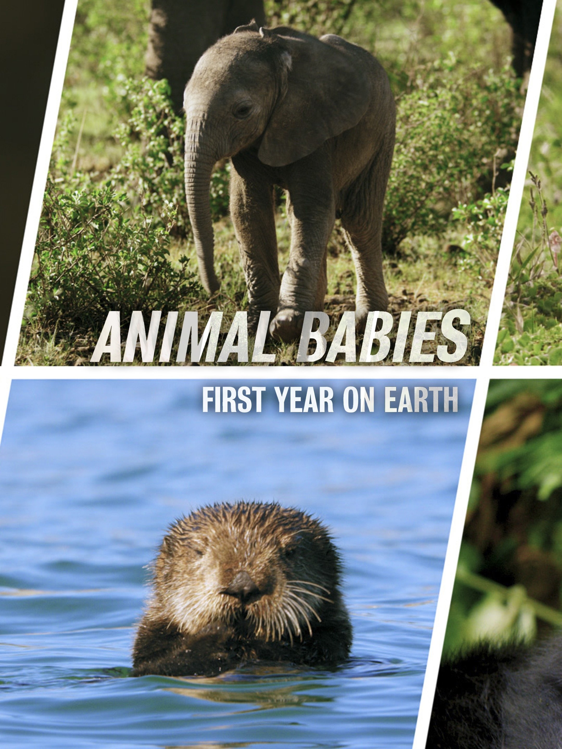 Animal Babies: First Year on Earth | Rotten Tomatoes