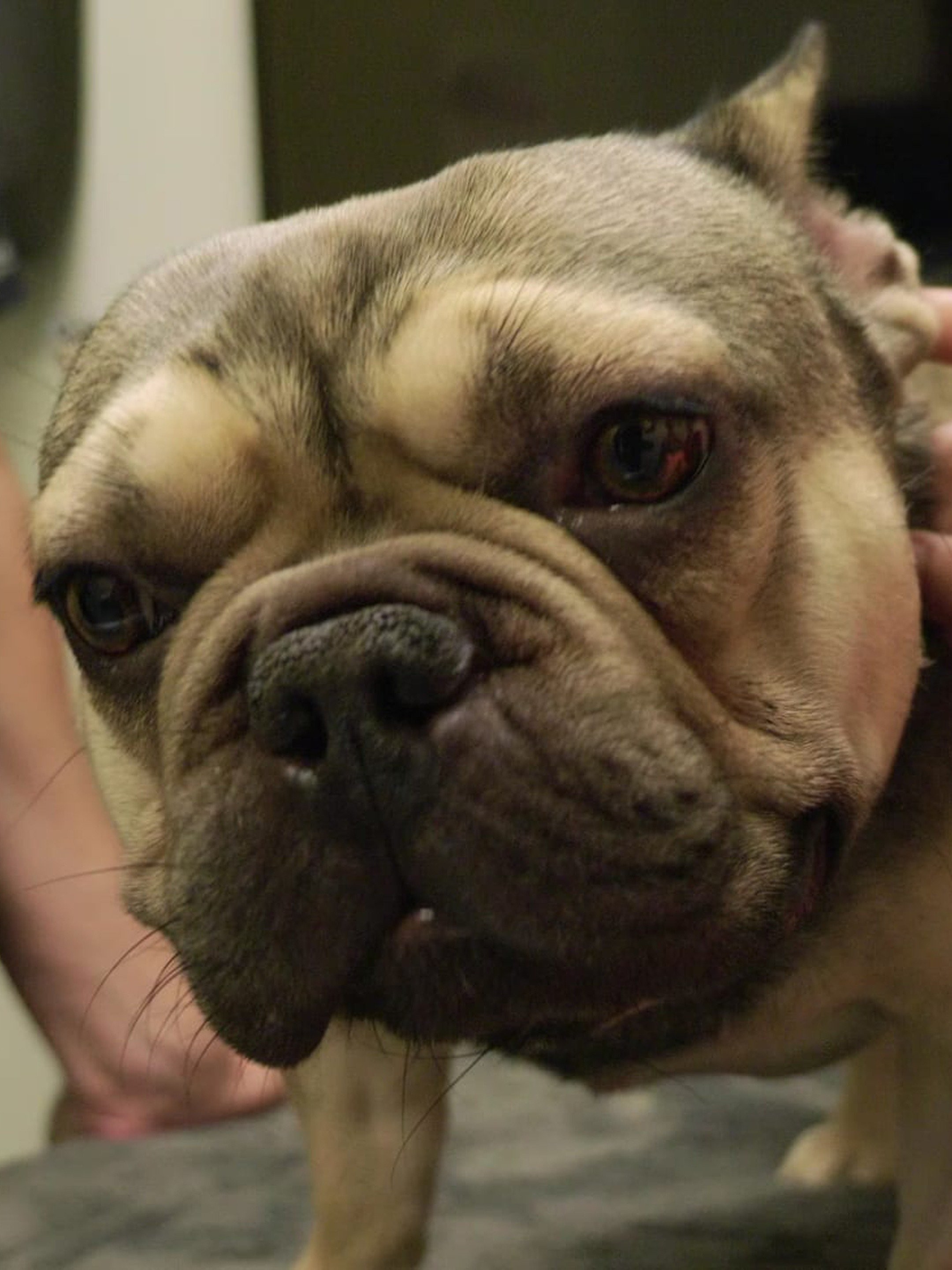 Pardon My Frenchie Pictures | Rotten Tomatoes