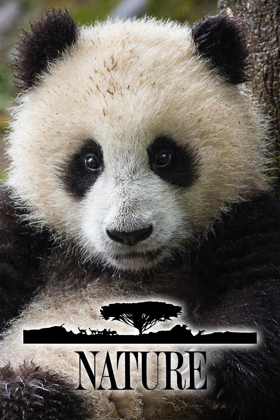 Nature: Season 38 Pictures | Rotten Tomatoes