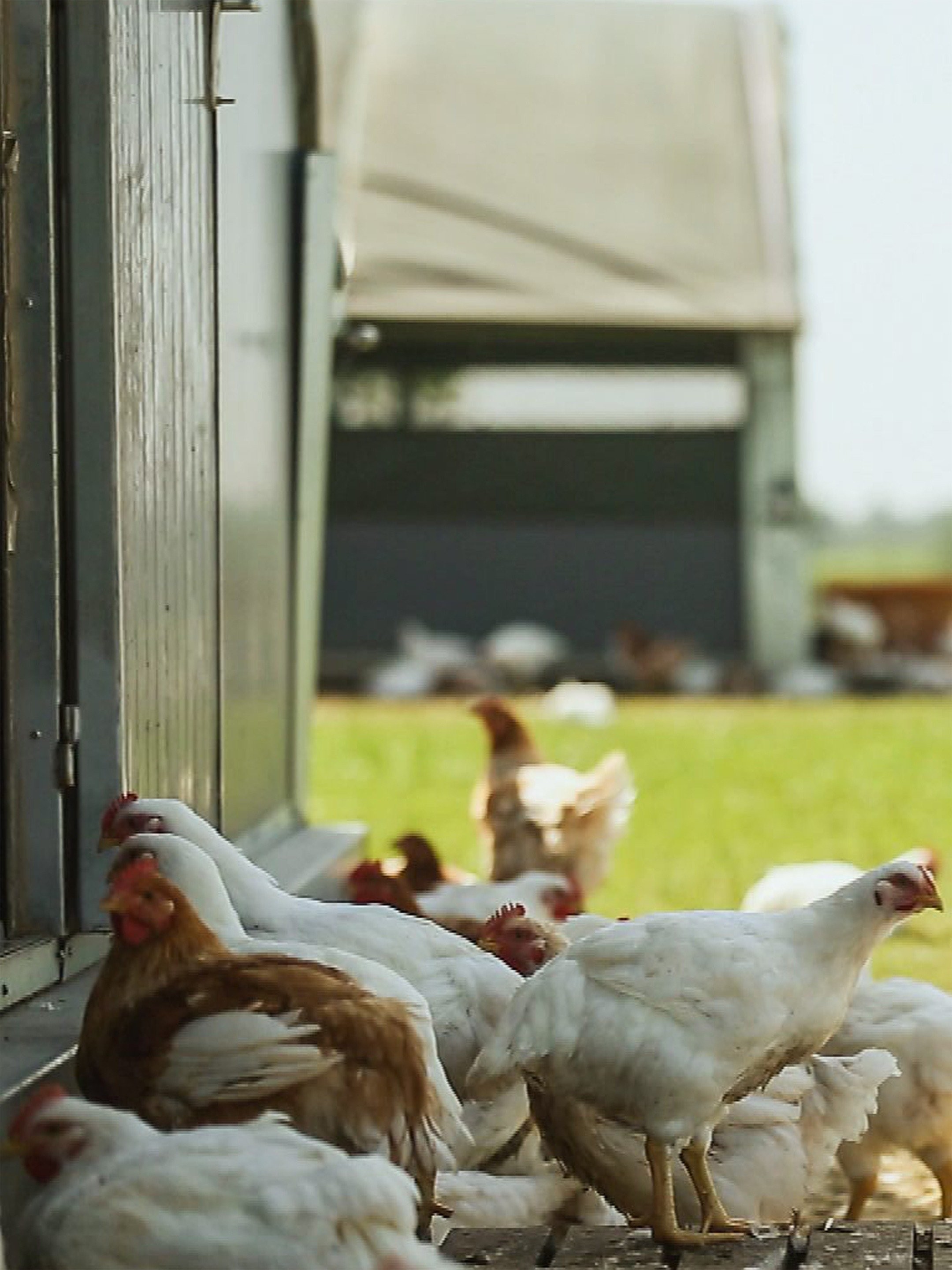 Chicken & Veg Pictures - Rotten Tomatoes