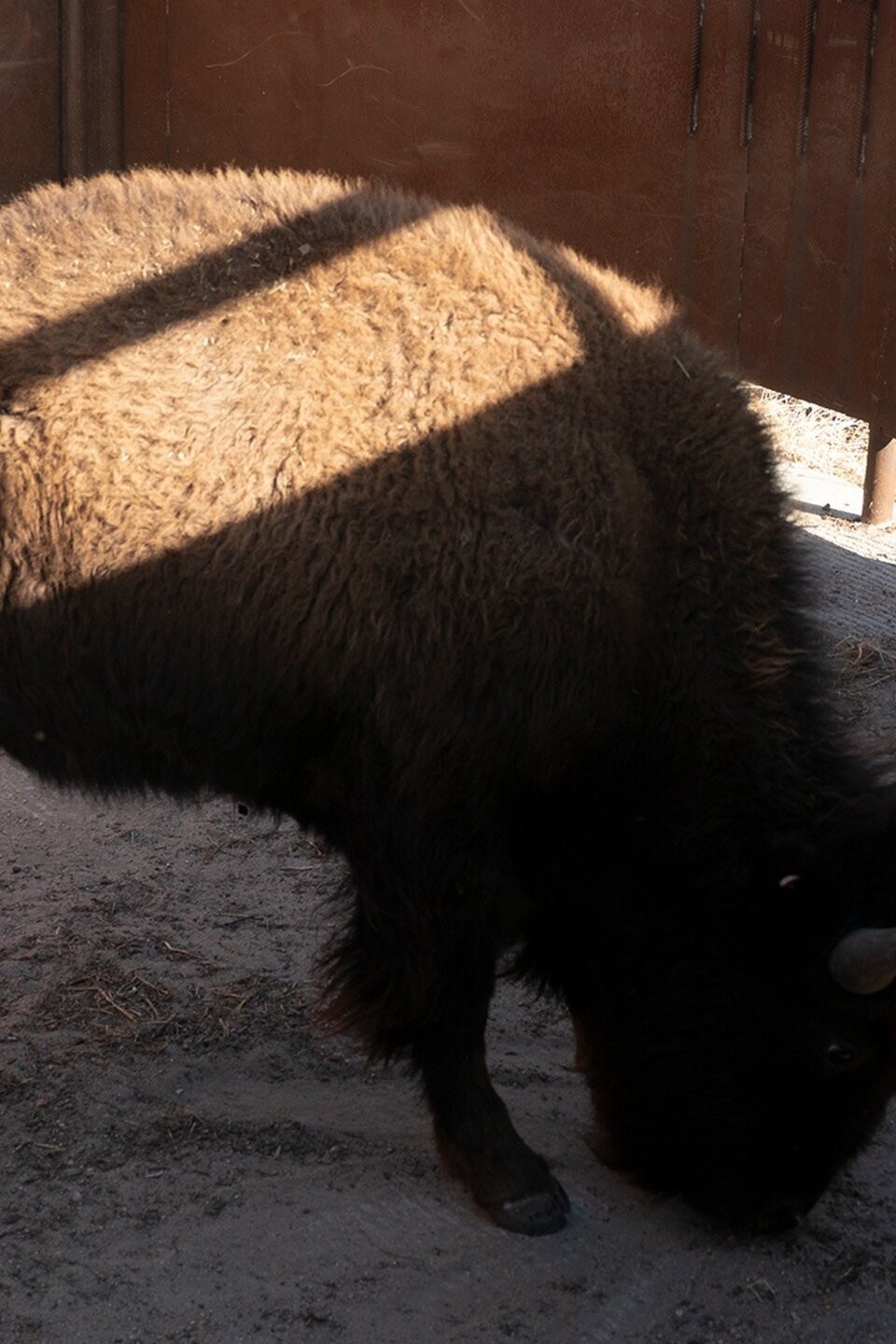 Bring On the Bison! Pictures | Rotten Tomatoes