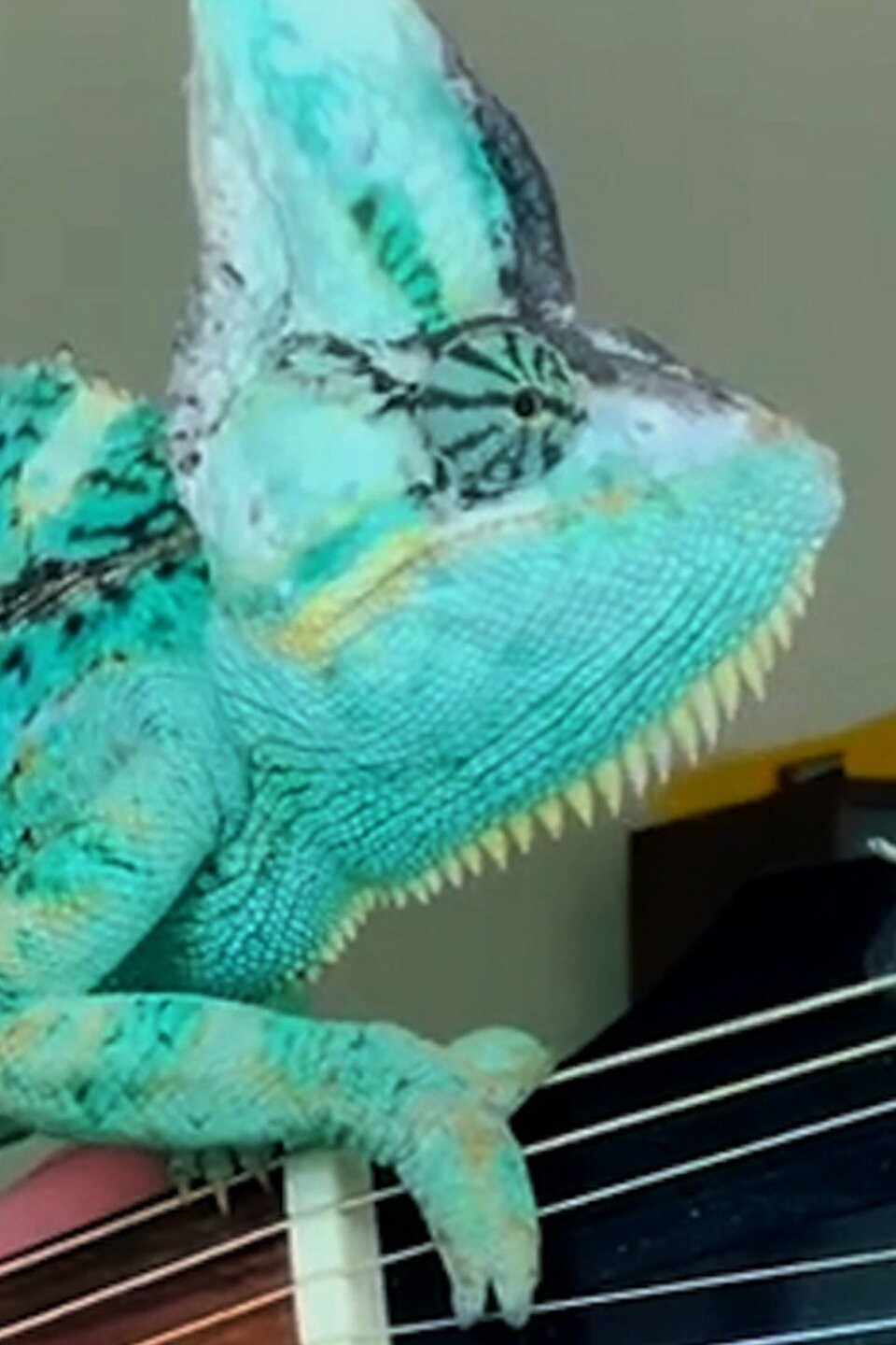 This Perfect Lizard Is Fred Pictures | Rotten Tomatoes