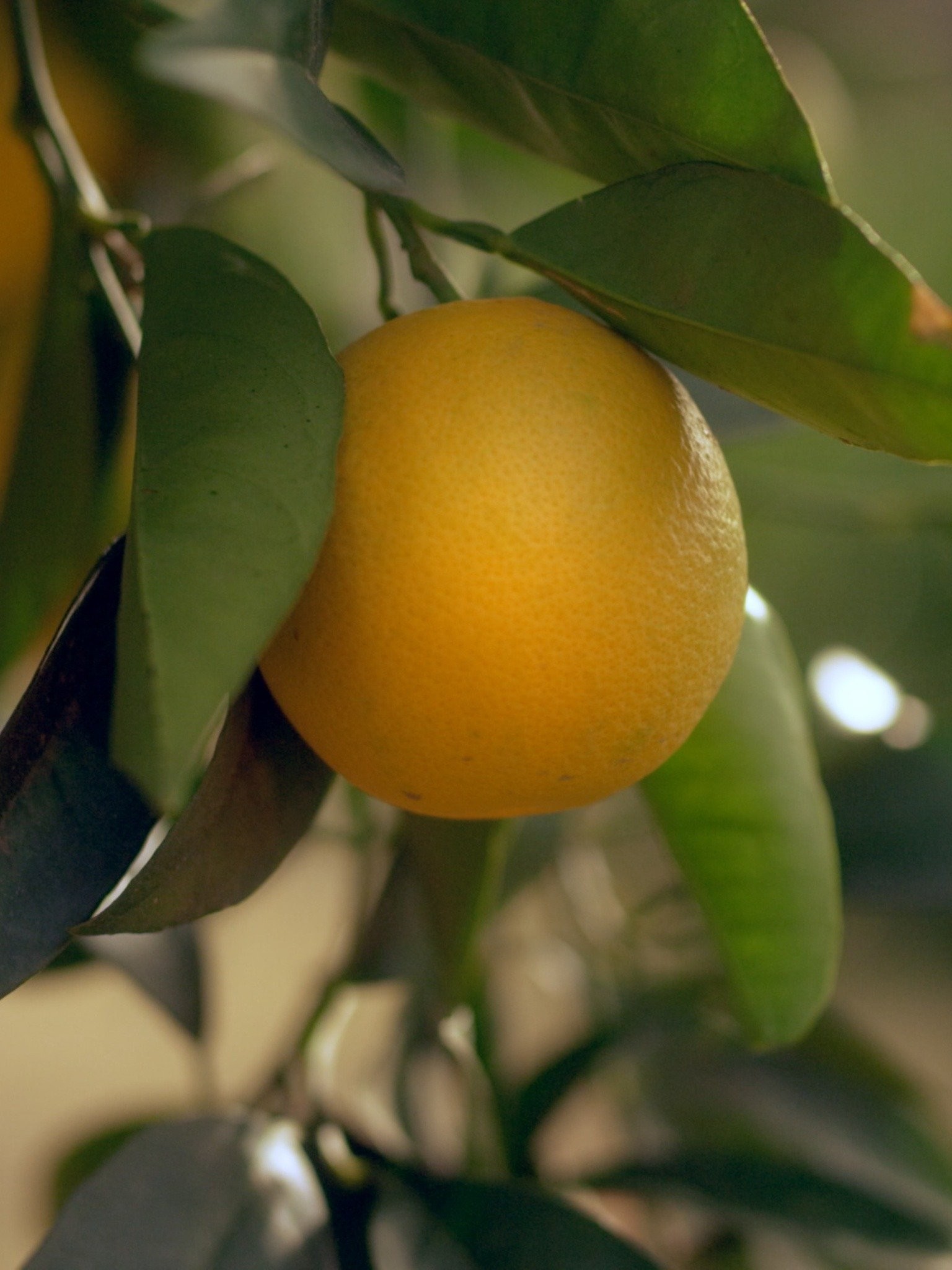 Rejuvenate Your Mind With This Golden Juice Pictures | Rotten Tomatoes