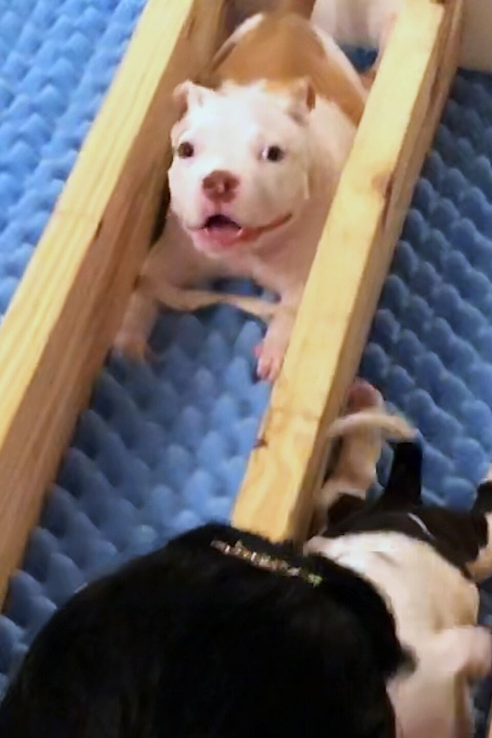 The Most Inspiring Pittie Pup Pictures | Rotten Tomatoes