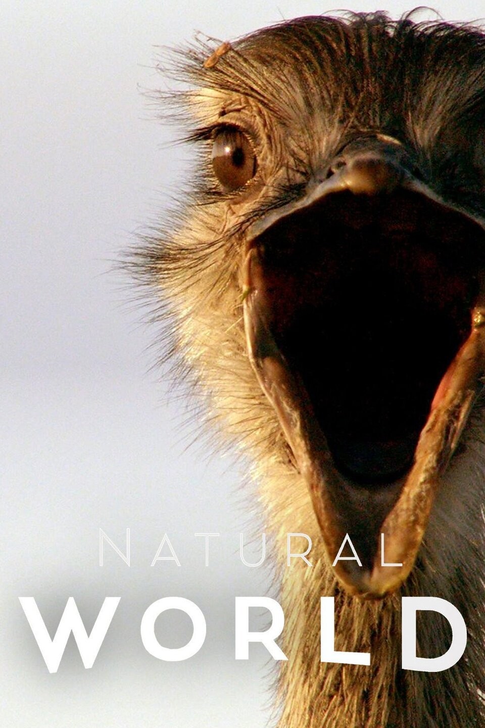 Natural World Season 25 | Rotten Tomatoes