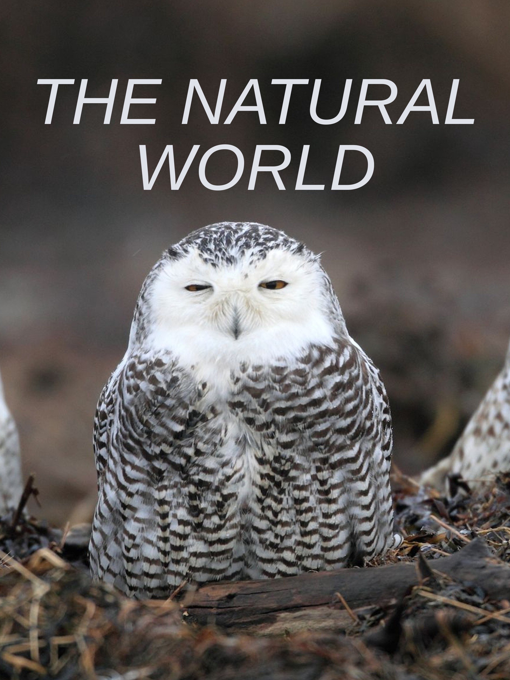 Natural World Season 32 | Rotten Tomatoes