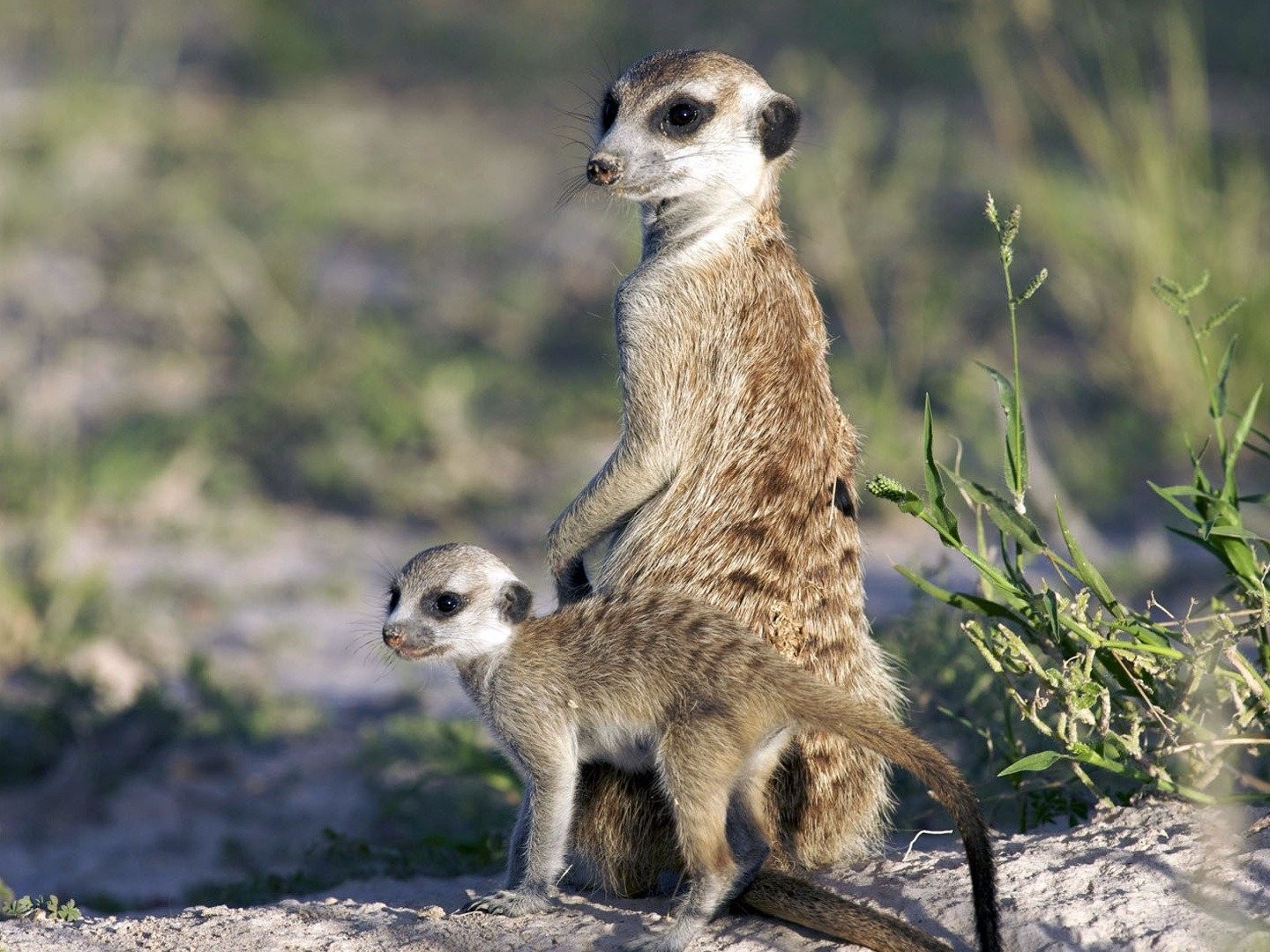Meerkat Manor Zaphod