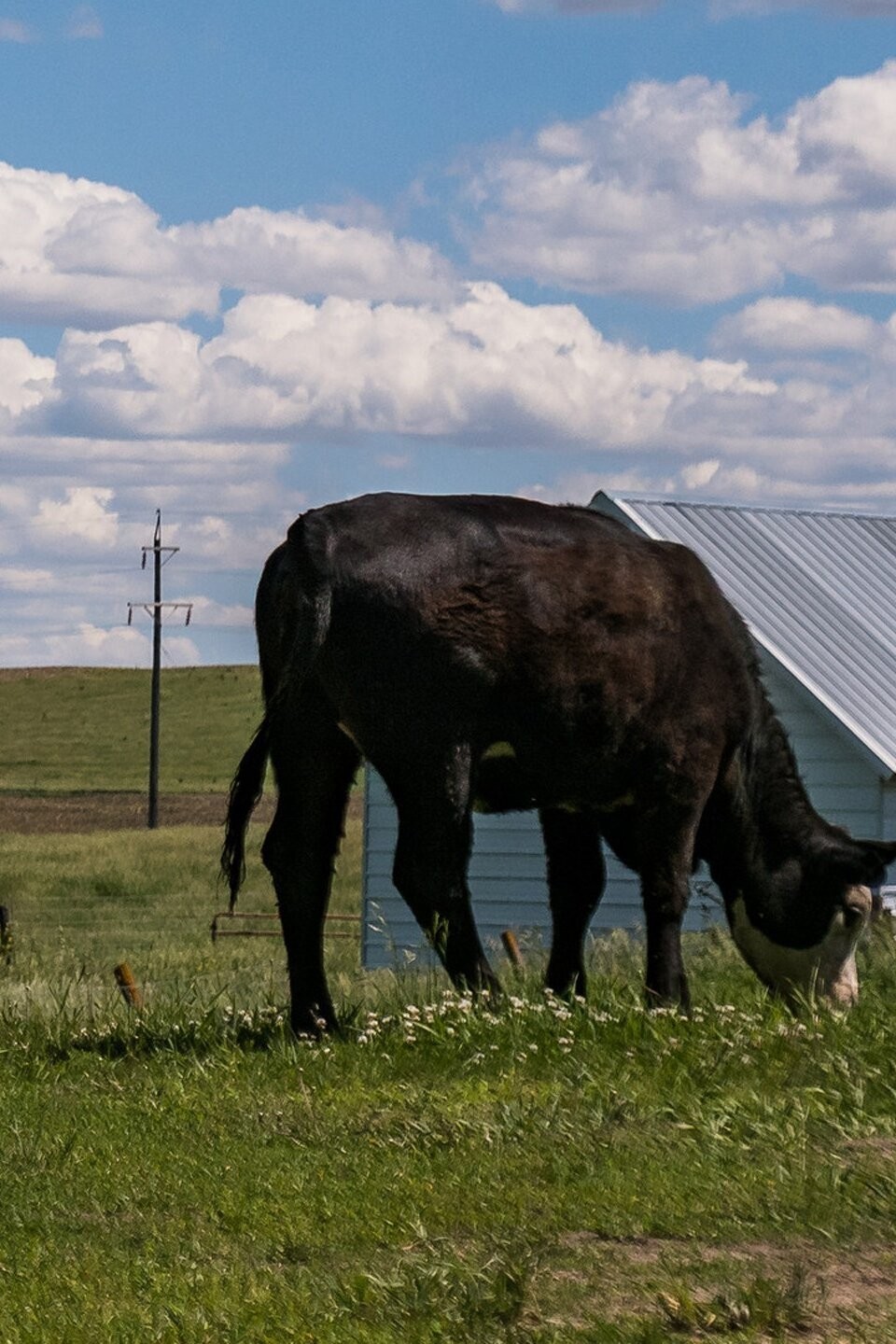 Dinner and a Moo-vie Pictures | Rotten Tomatoes