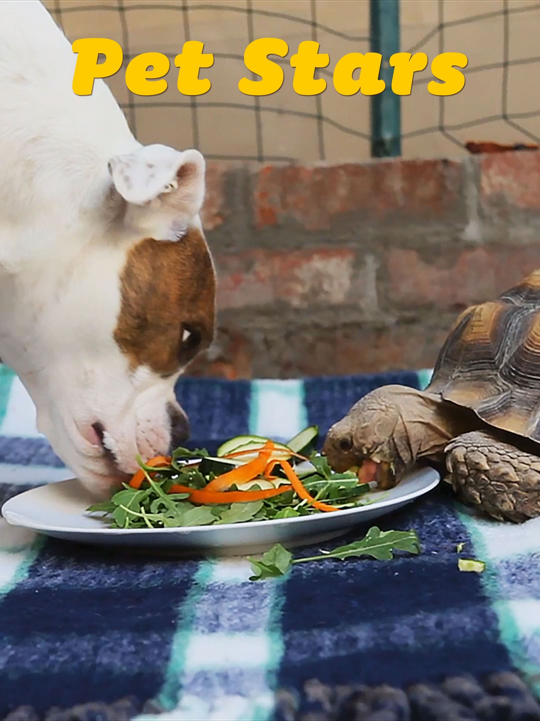 Pet Stars Season 1 | Rotten Tomatoes