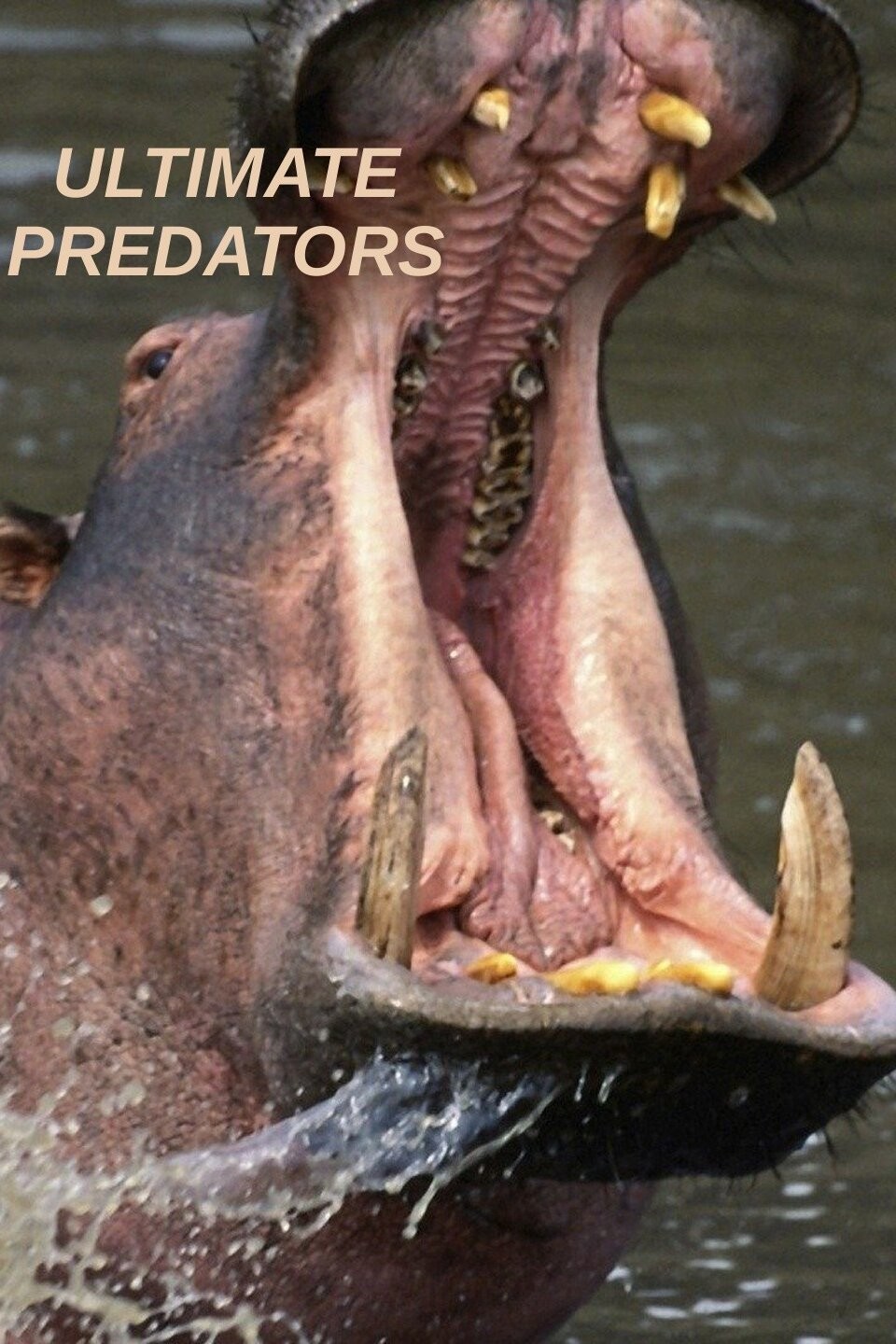 Ultimate Predators Season 2 | Rotten Tomatoes