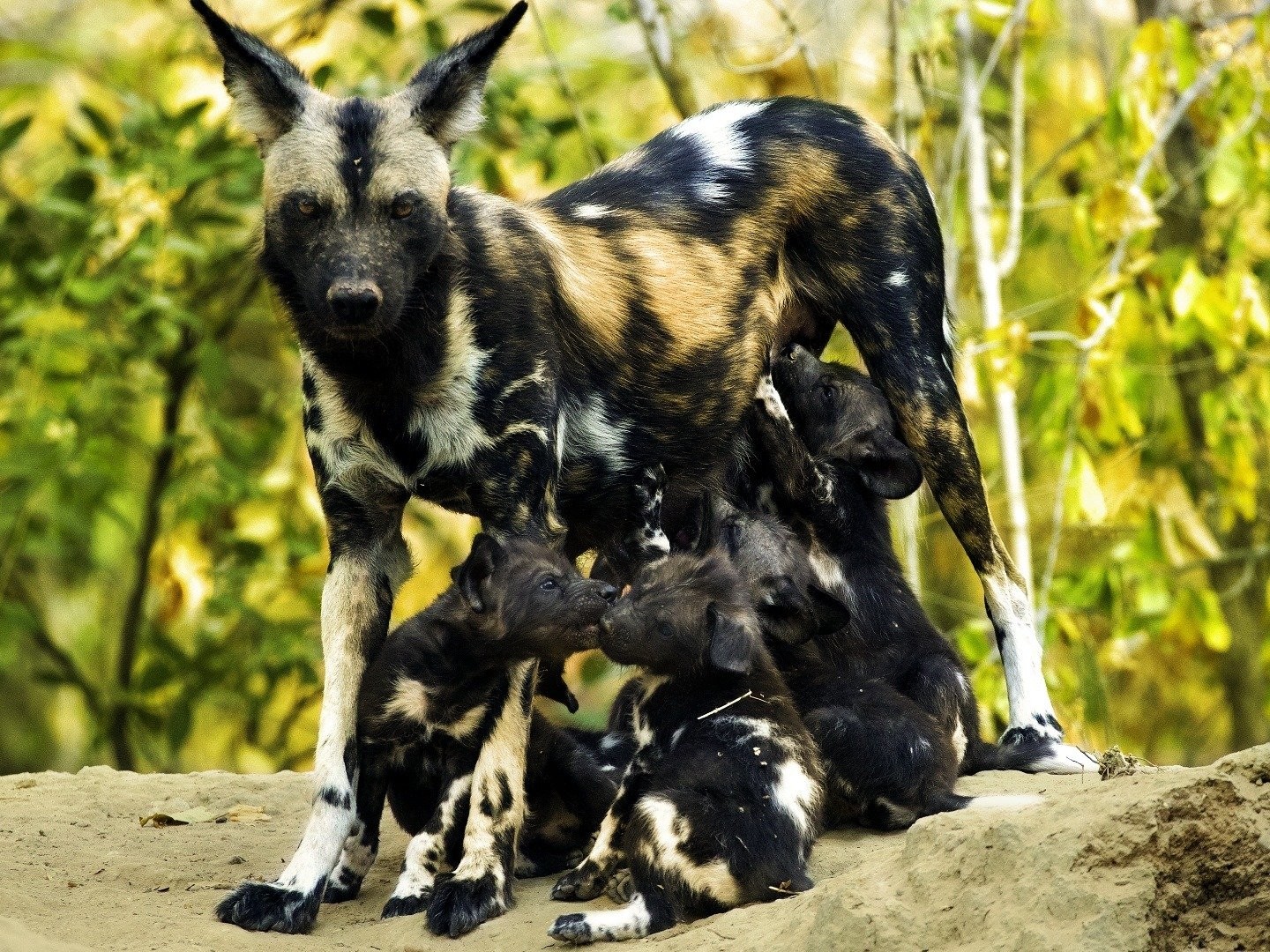 Baby Wild Dog