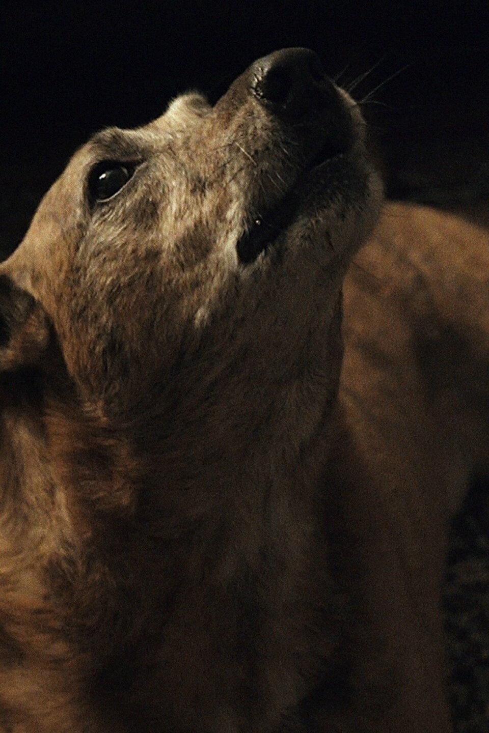 Bitten Pictures - Rotten Tomatoes