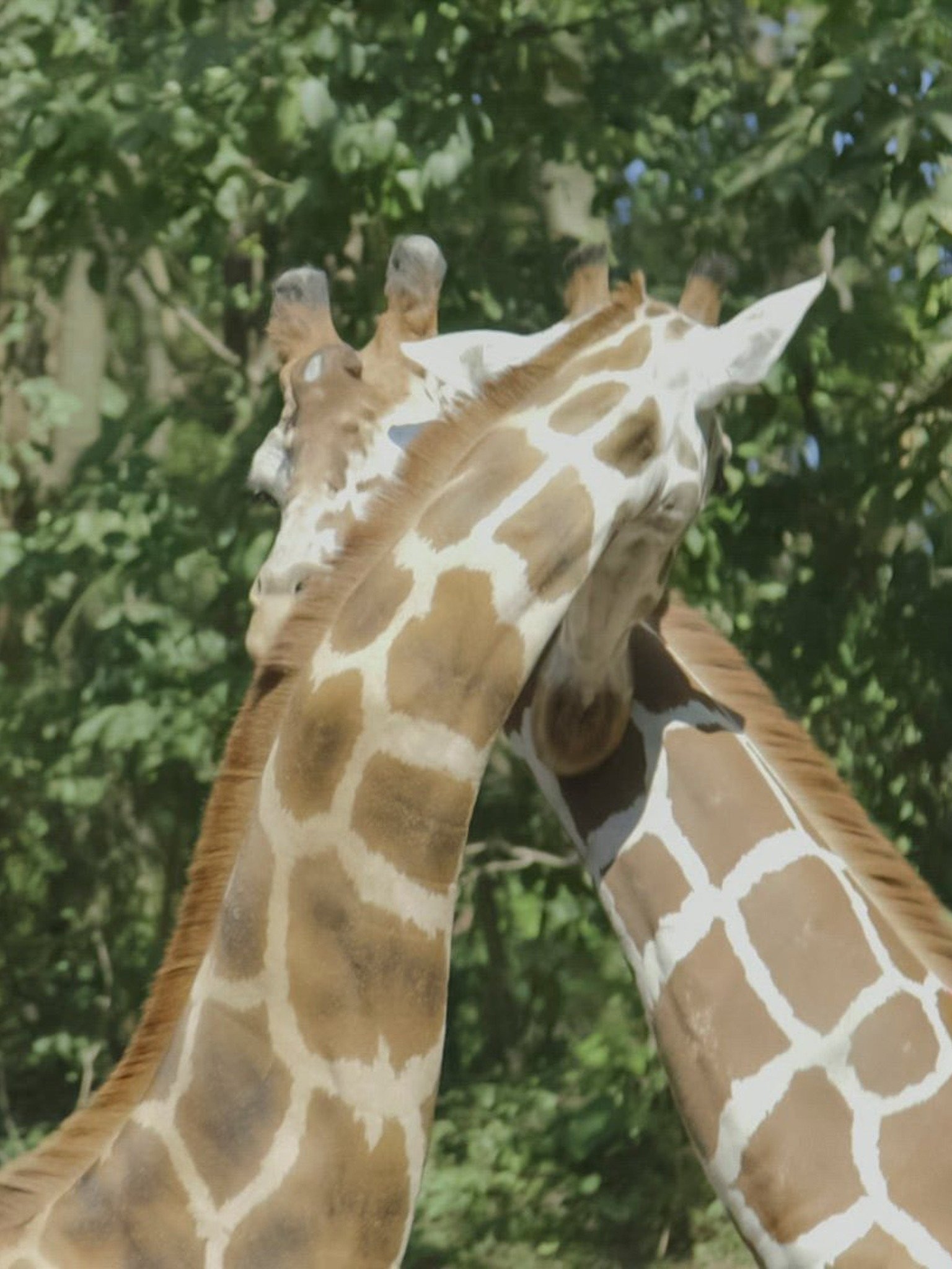 Giraffe Dance Pictures | Rotten Tomatoes