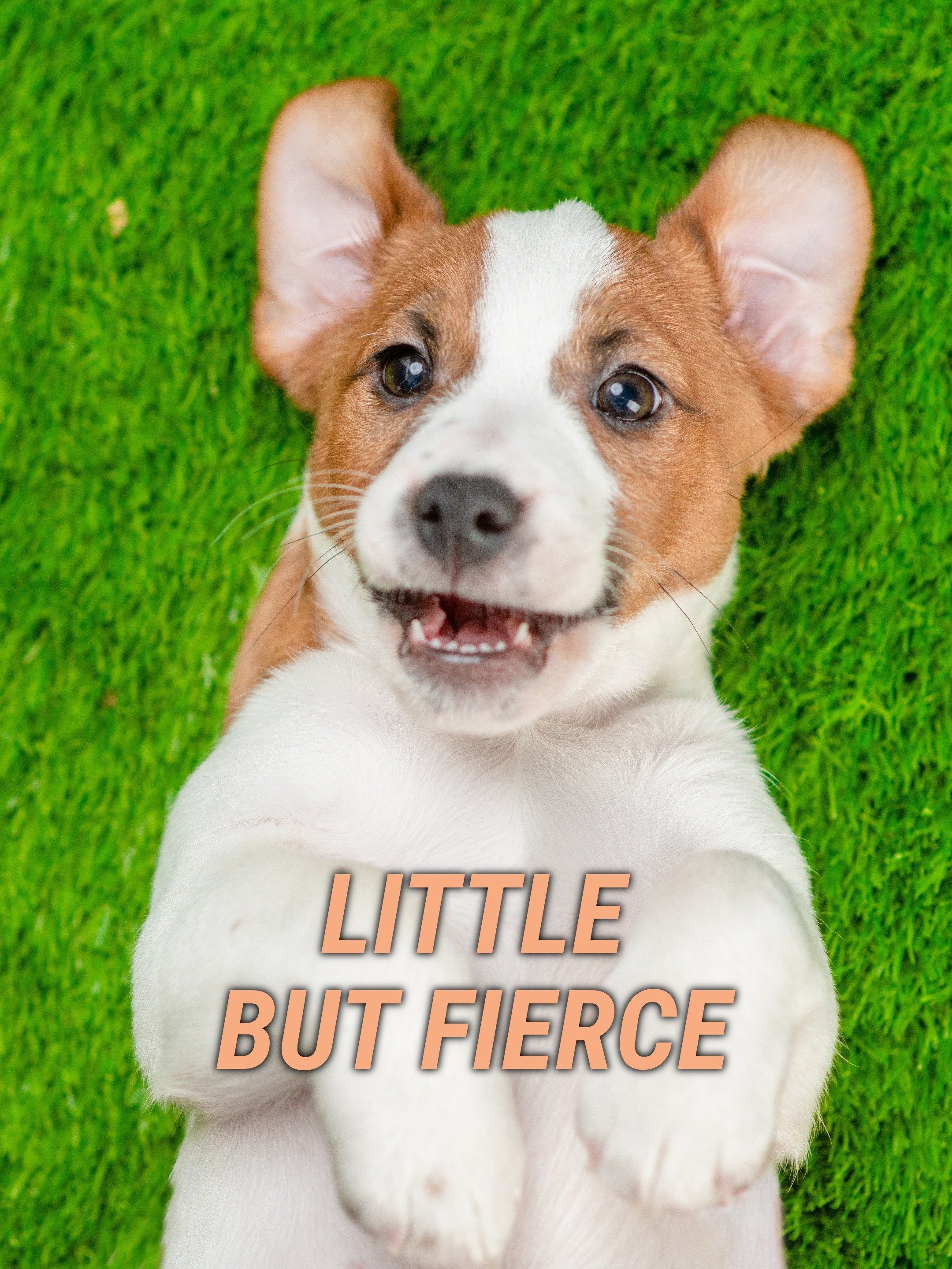 Little But Fierce Pictures | Rotten Tomatoes