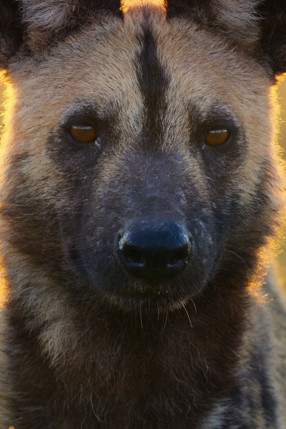 Dogs Pictures | Rotten Tomatoes