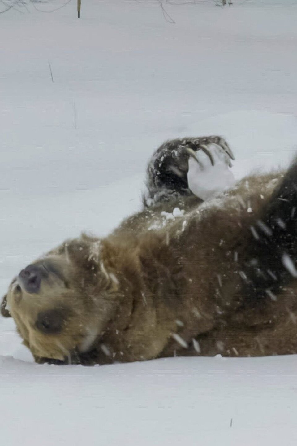 Bronx Blizzard Pictures | Rotten Tomatoes