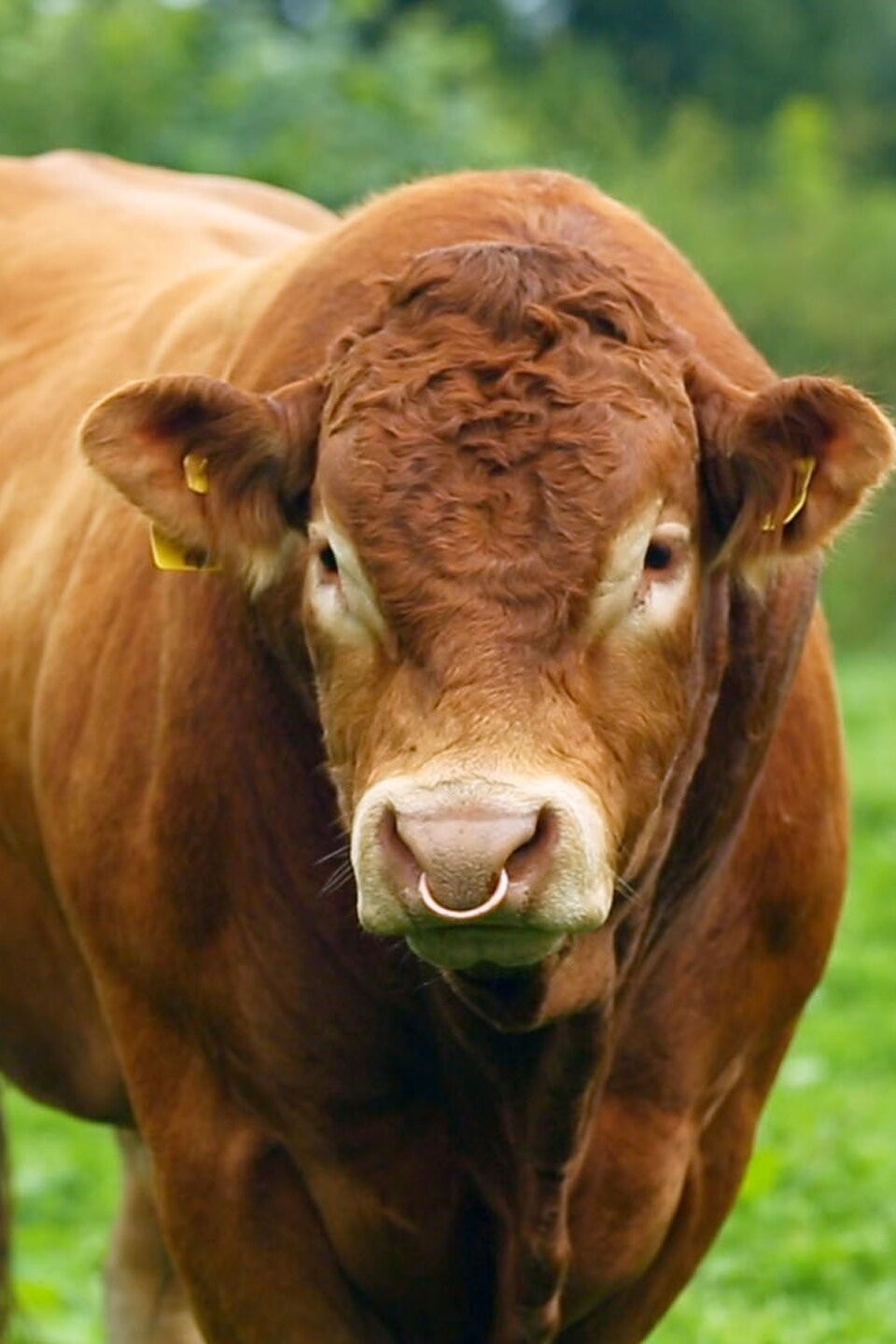 Ashbourne Show Pictures - Rotten Tomatoes