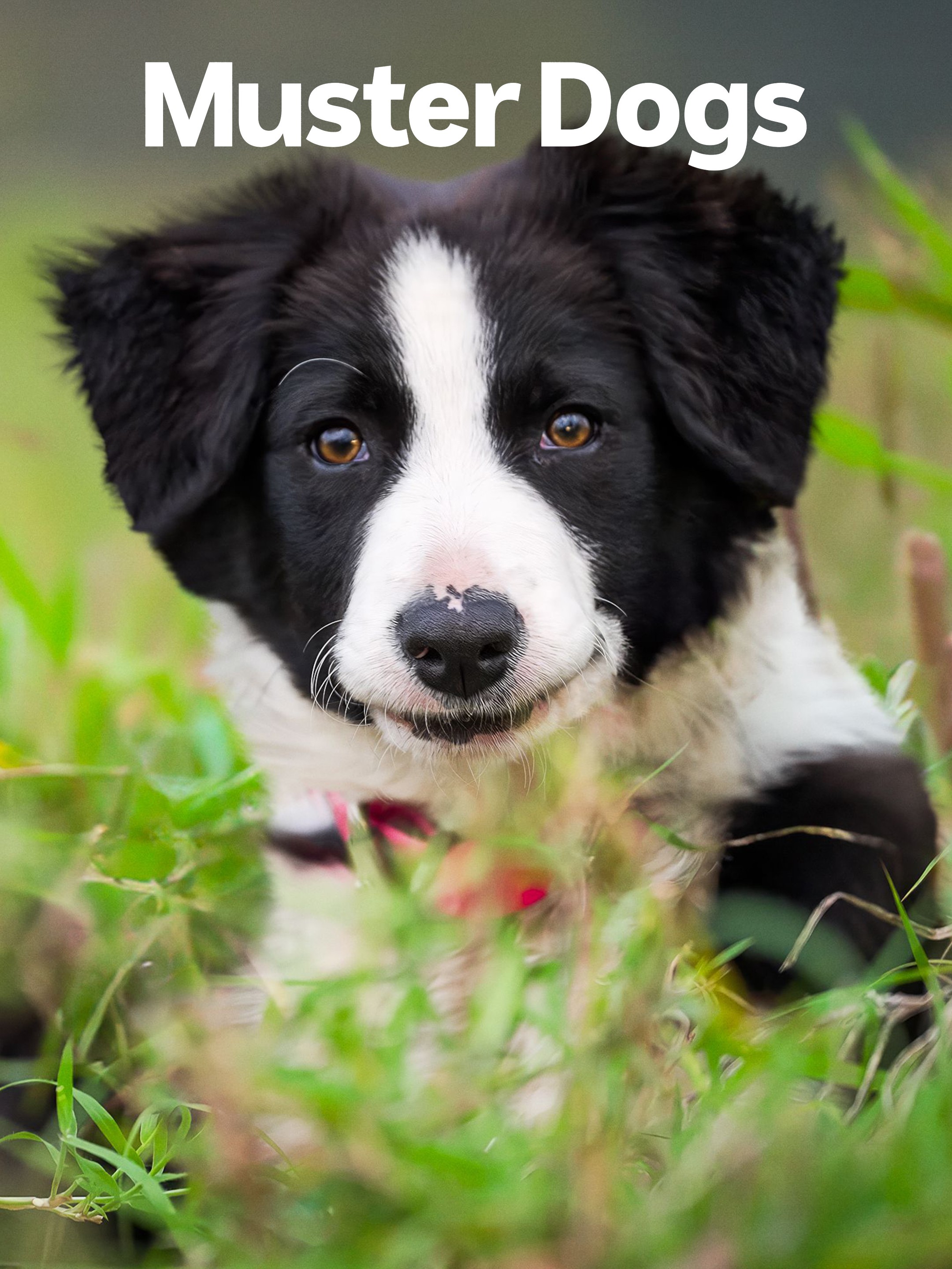 Muster Dogs | Rotten Tomatoes