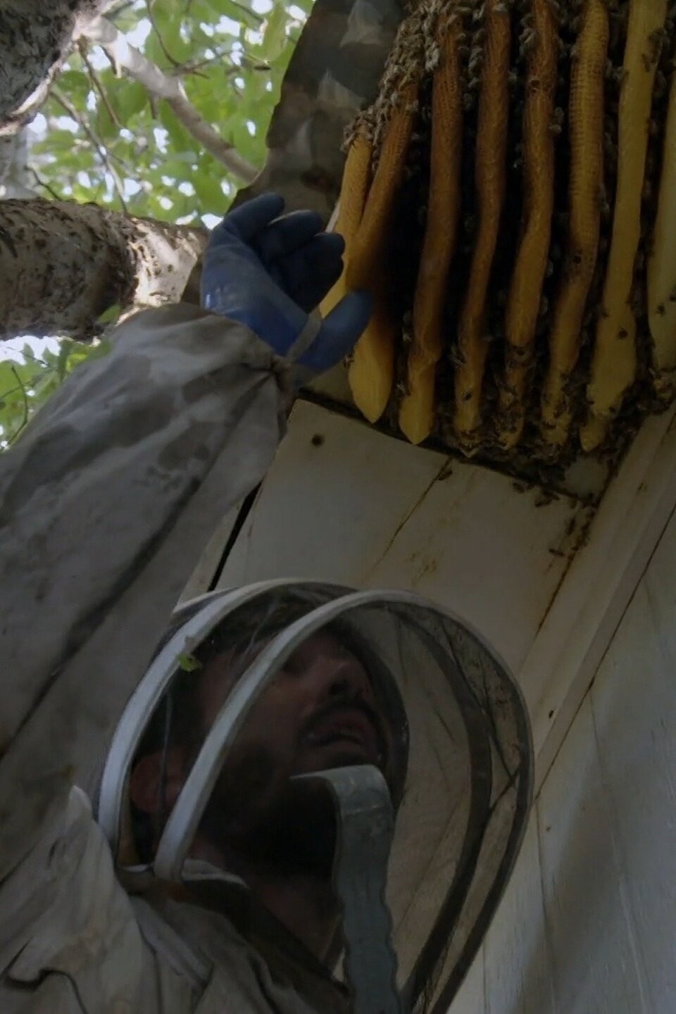 Bee the Tree Pictures | Rotten Tomatoes