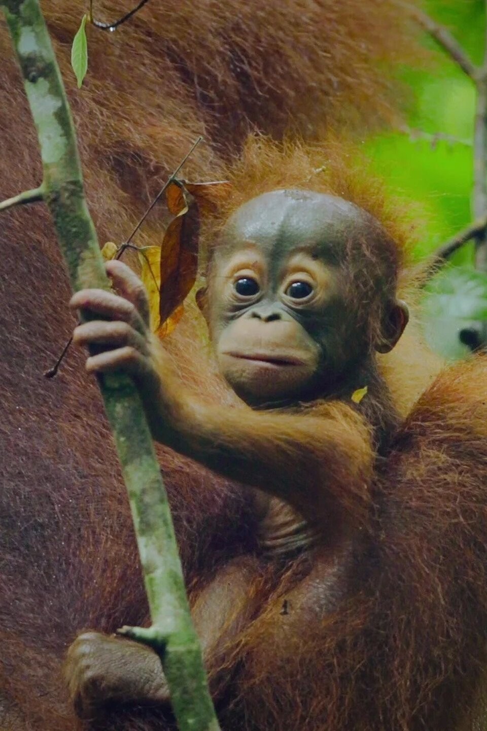 Apes Pictures | Rotten Tomatoes