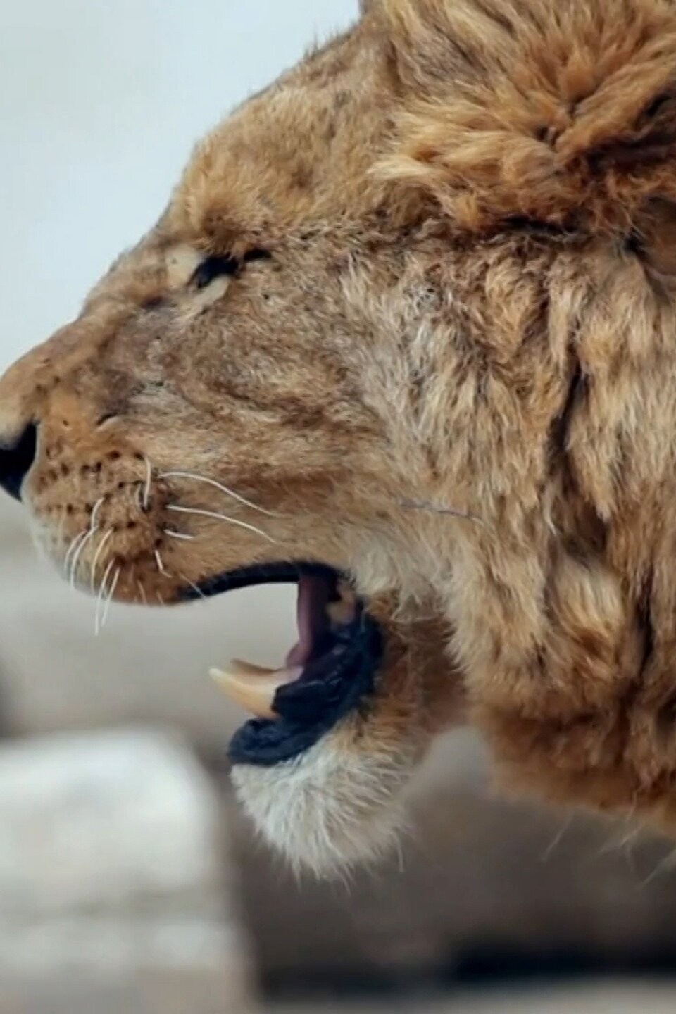 Serial Killer Creatures Pictures - Rotten Tomatoes