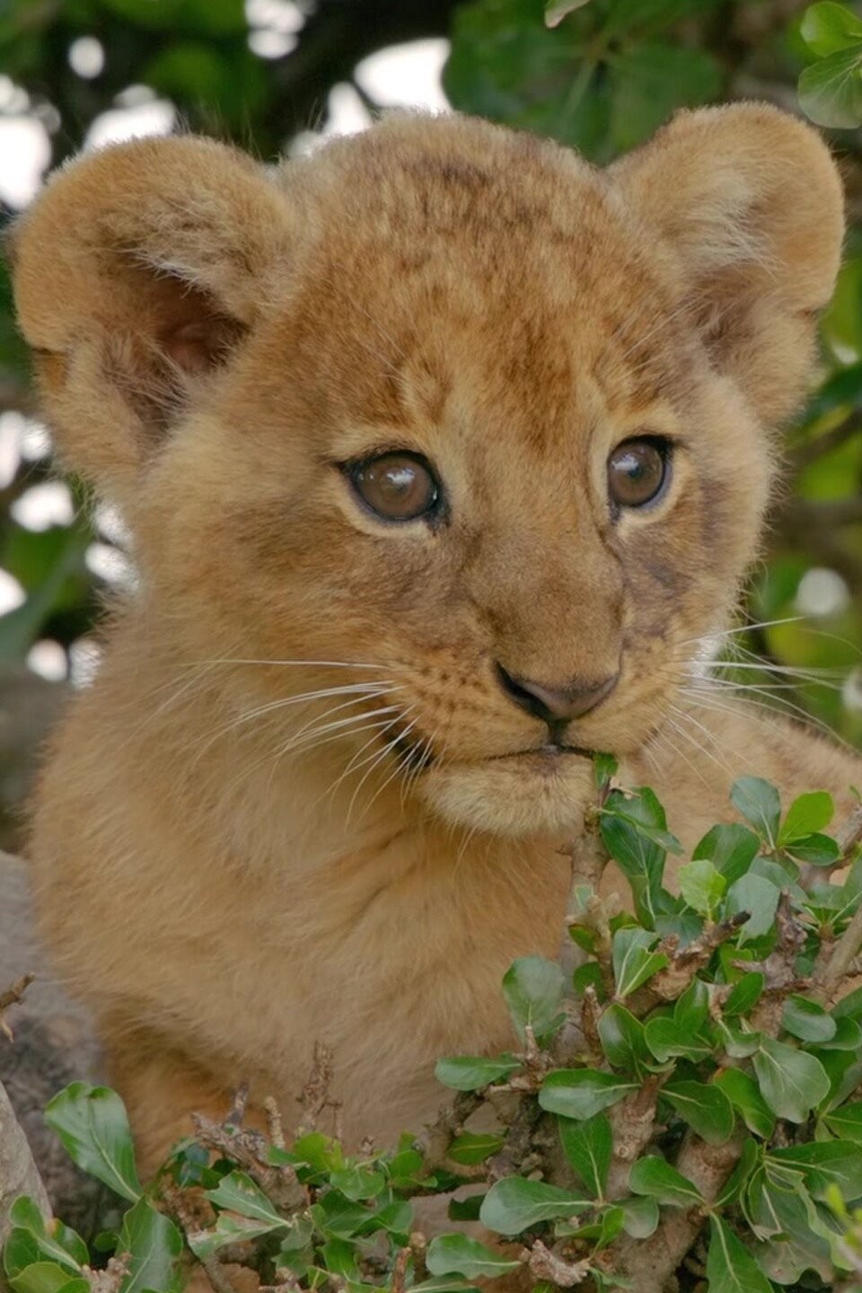 Lion Pictures | Rotten Tomatoes