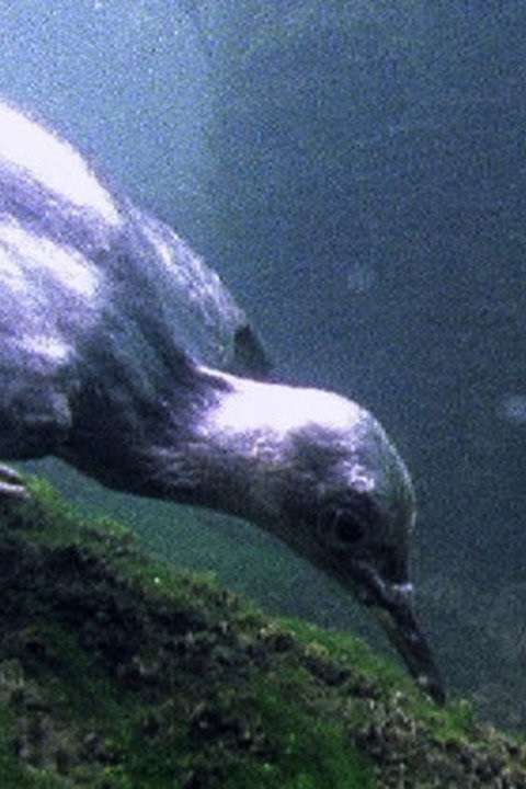 Fishing for a Living Pictures | Rotten Tomatoes