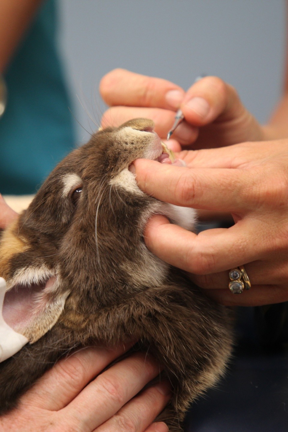 Bunny Boo Boo Pictures | Rotten Tomatoes