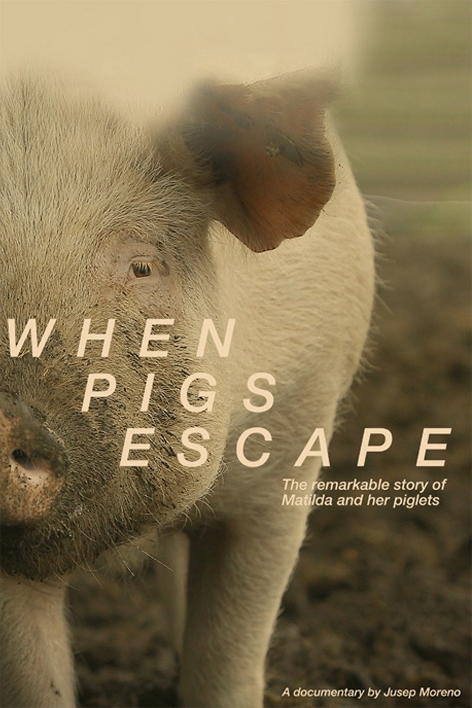 When Pigs Escape | Rotten Tomatoes