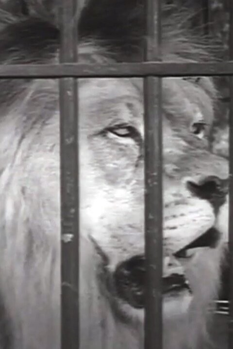 Packy, the Lion Tamer Pictures - Rotten Tomatoes
