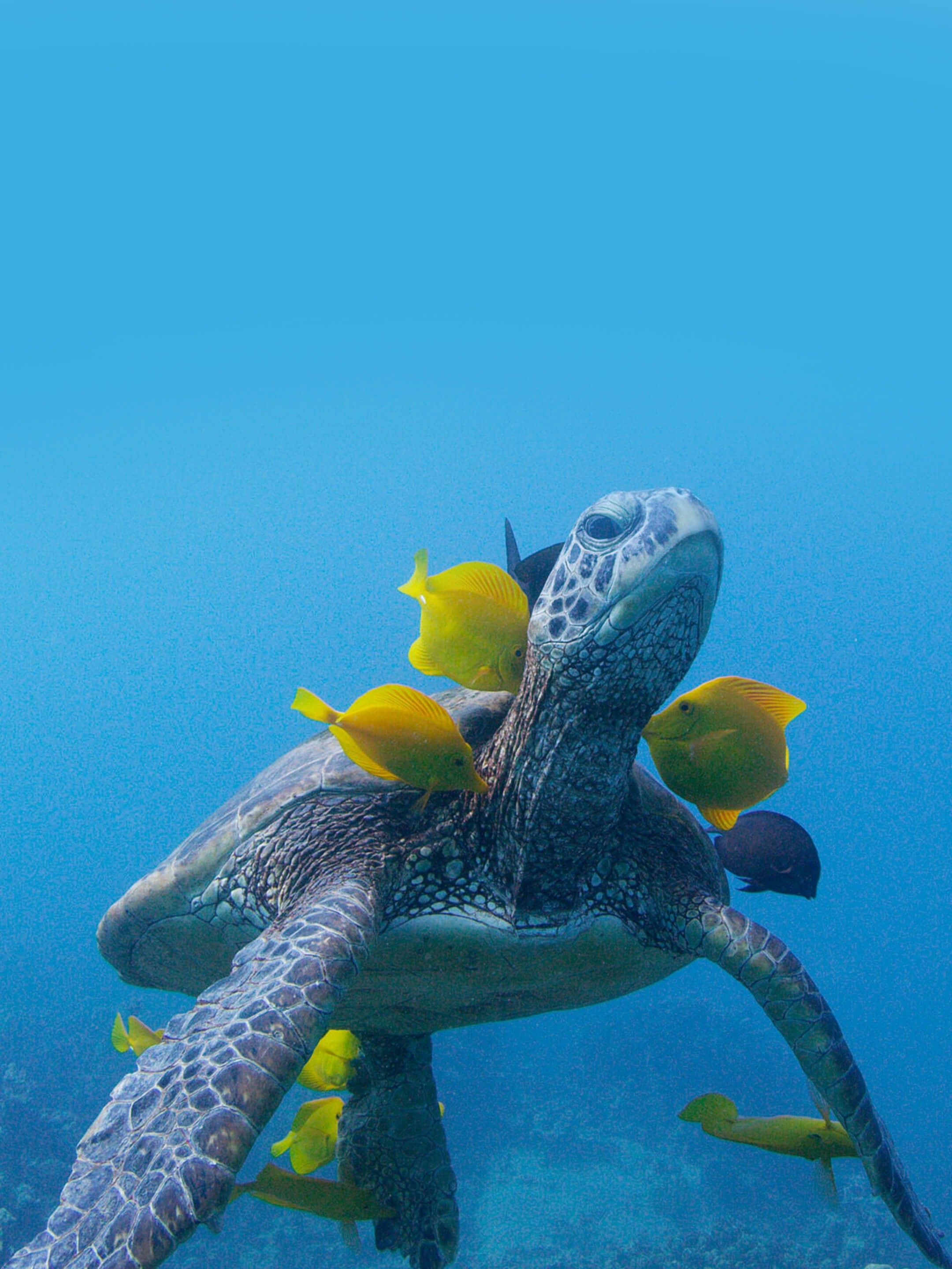 Soul of the Ocean Pictures | Rotten Tomatoes