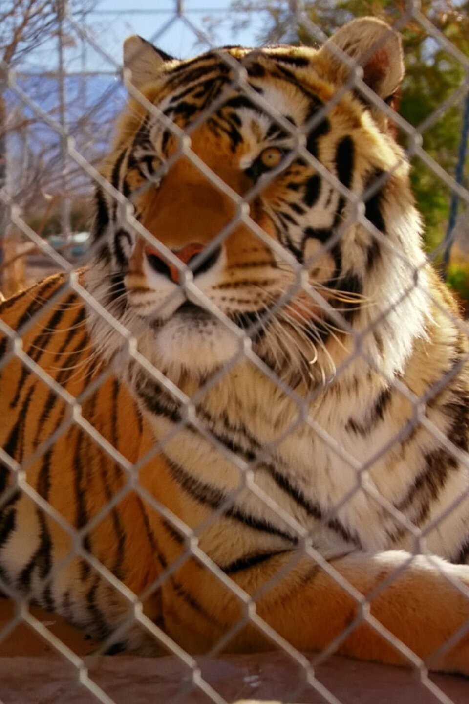 Tiger Queens Pictures - Rotten Tomatoes