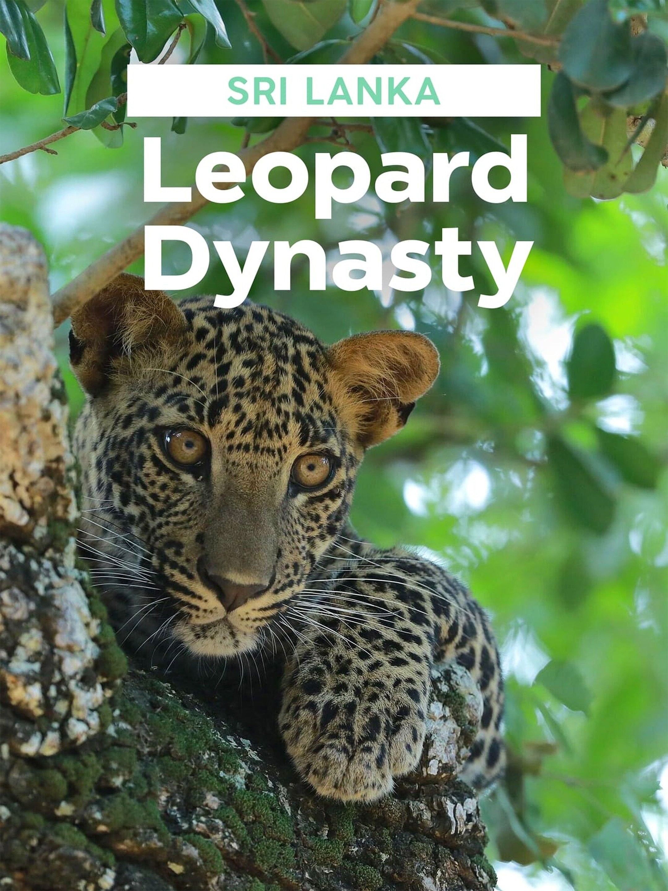 Sri Lanka: Leopard Dynasty Pictures | Rotten Tomatoes