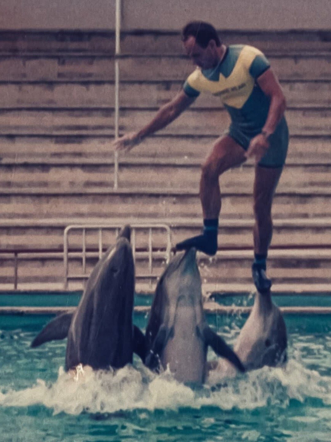 The Last Dolphin King Pictures | Rotten Tomatoes