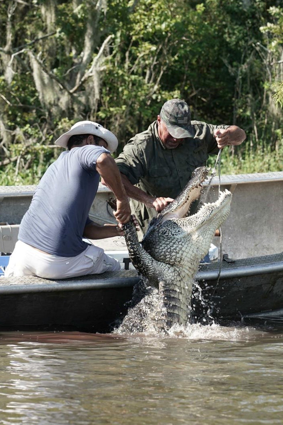 Pig Head Pictures - Rotten Tomatoes