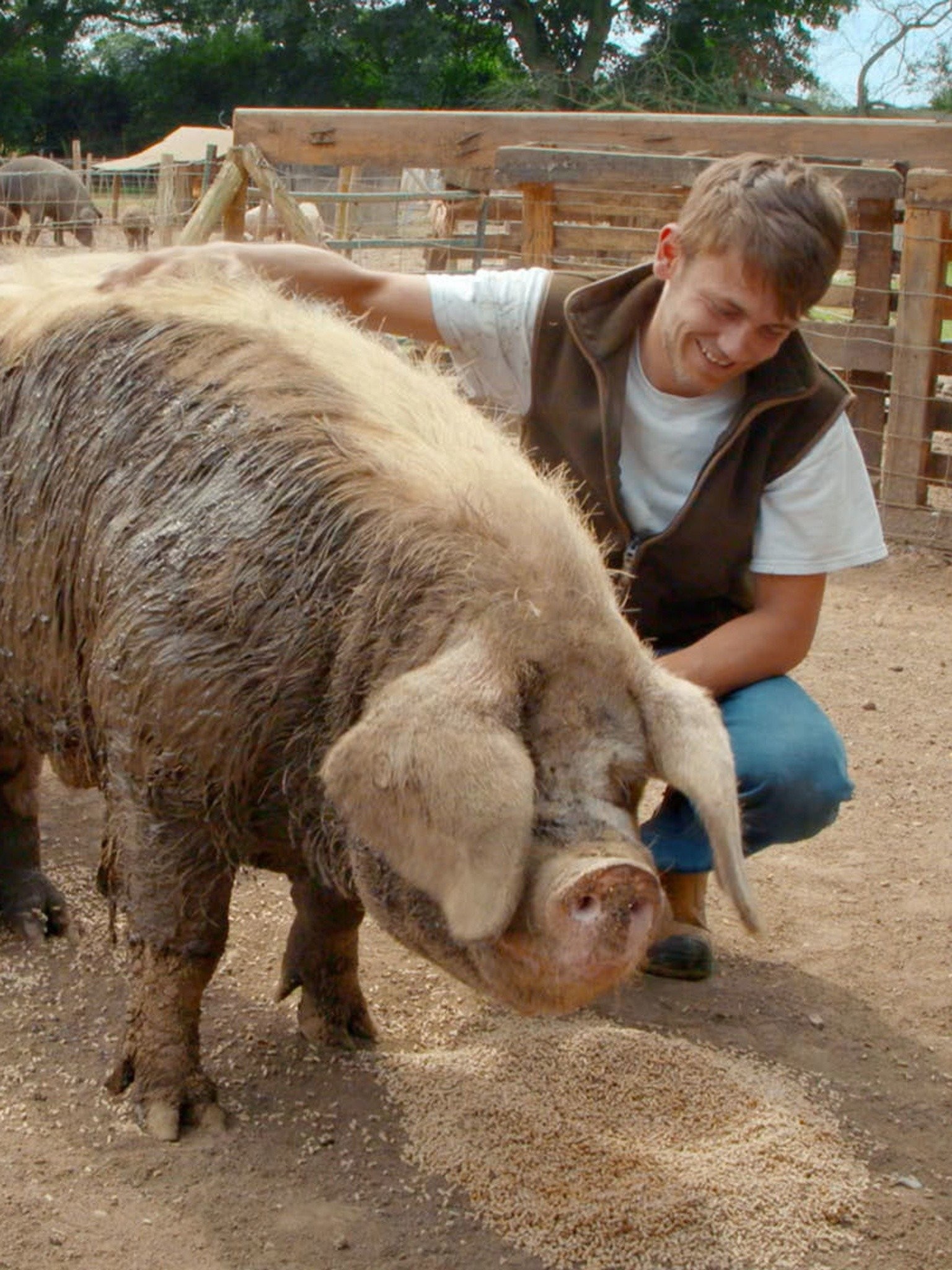 Royal Welsh Show: Pigs Pictures | Rotten Tomatoes