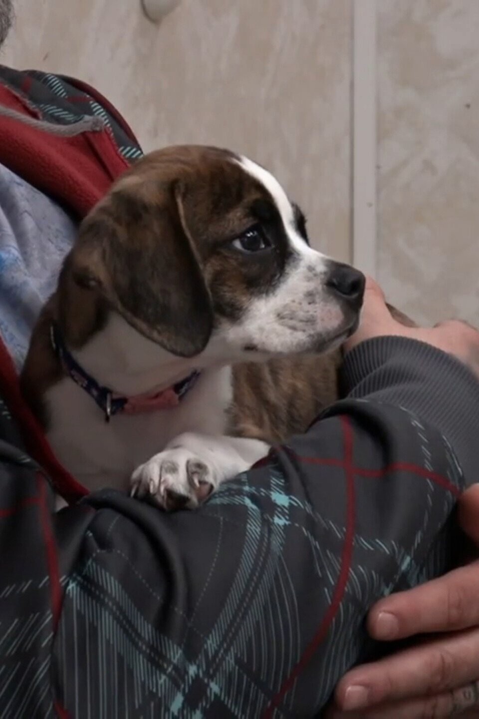 Oh, You Paw Thing Pictures | Rotten Tomatoes