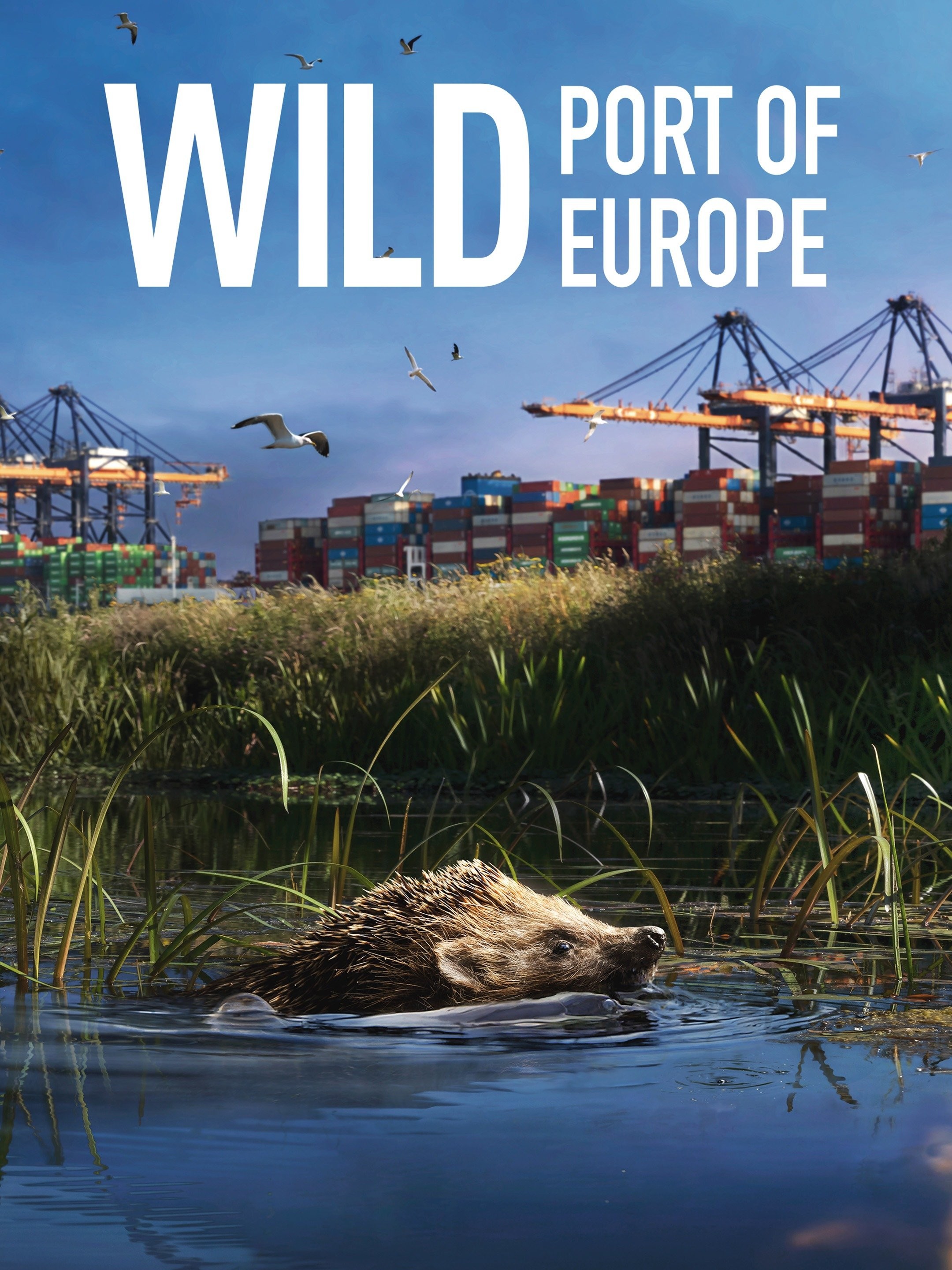 Wild Port of Europe | Rotten Tomatoes