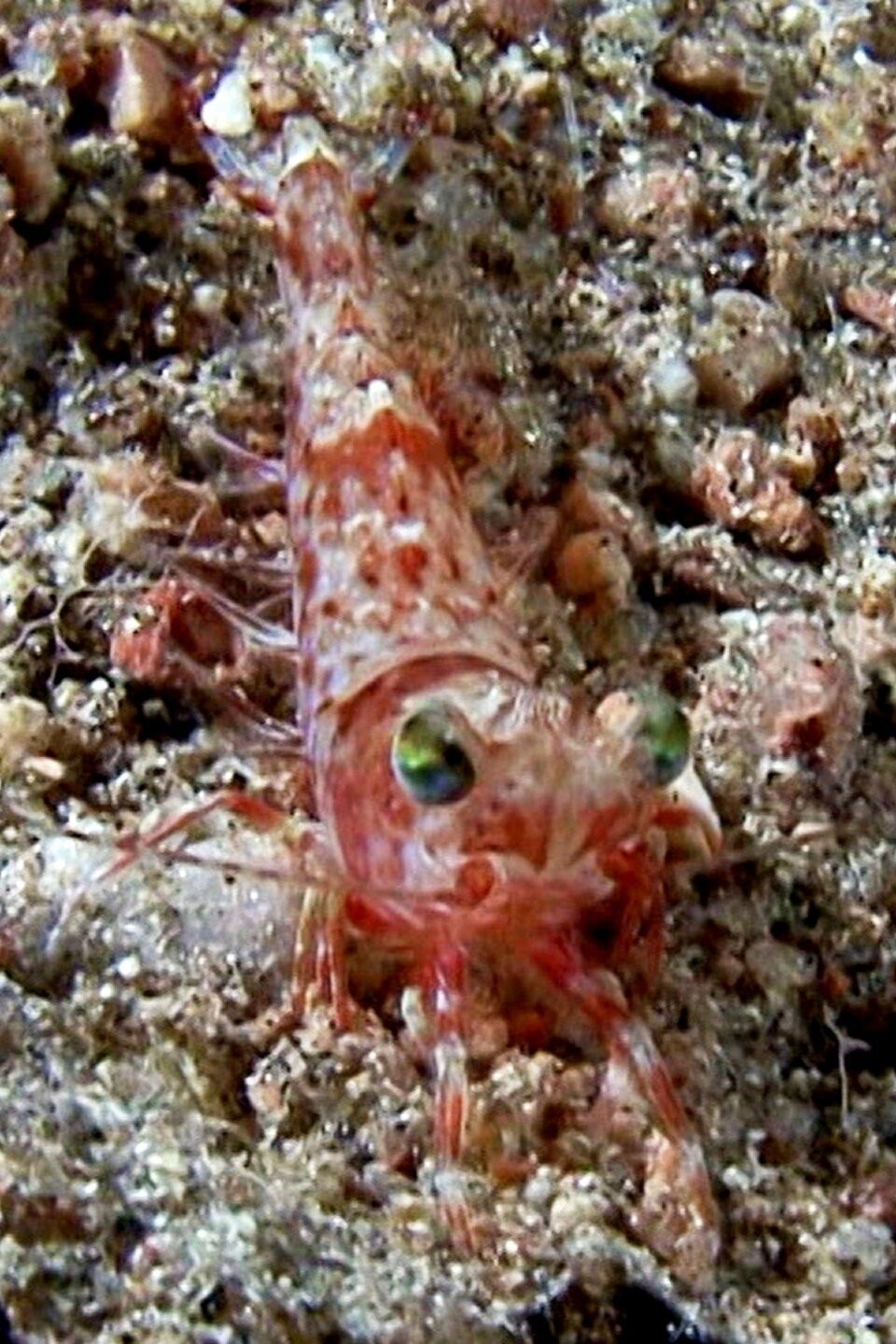 Coming Out of the Shell With Crustaceans Pictures - Rotten Tomatoes