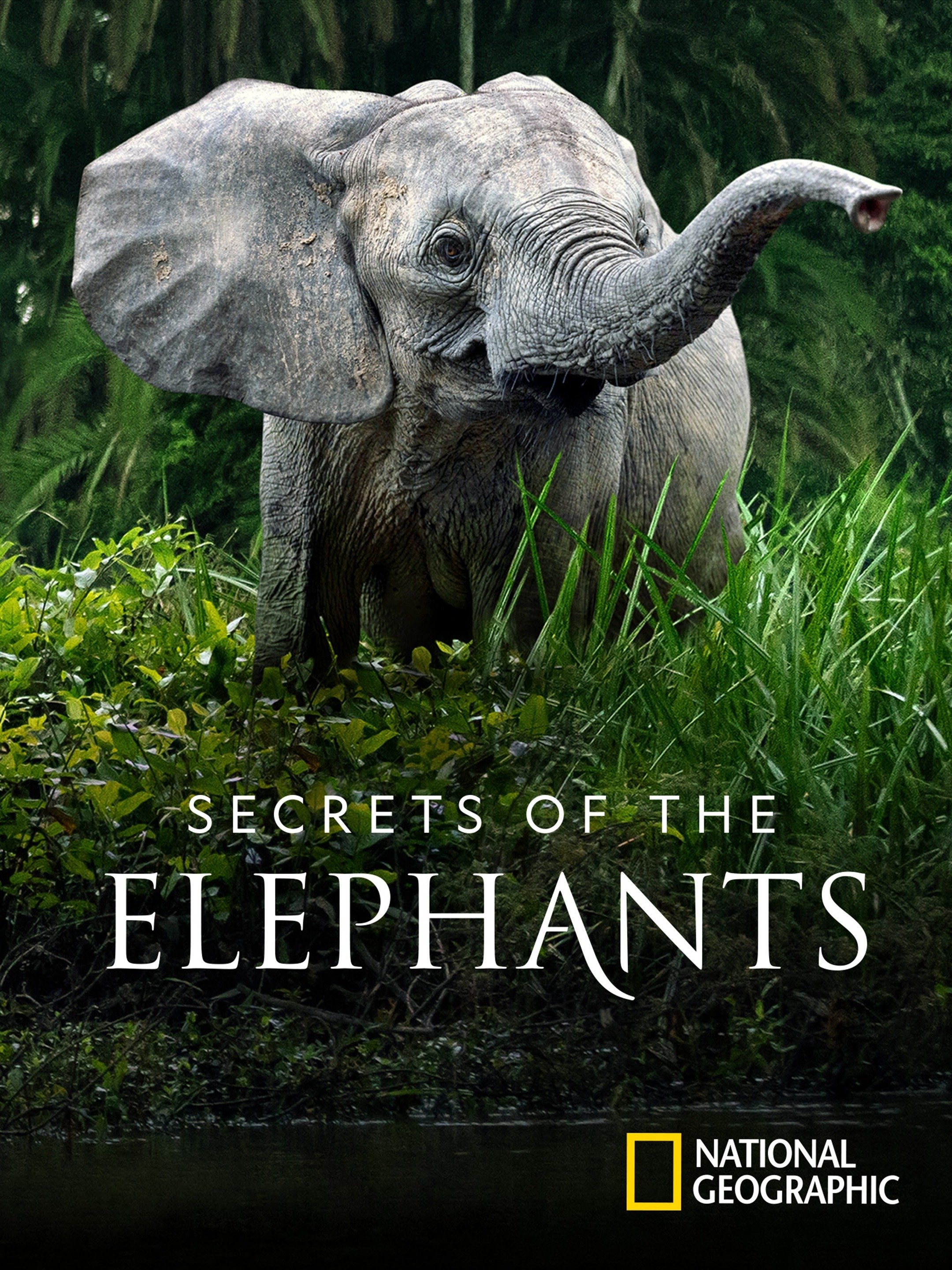 Secret Garden Movie Elephant