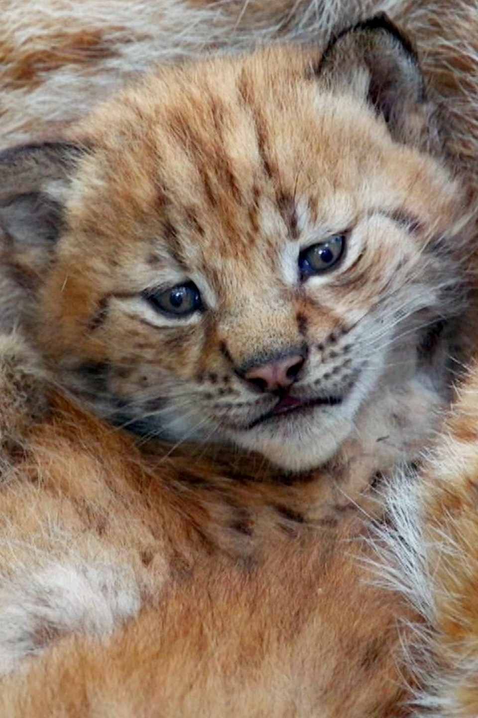 Wild Wild West Pictures | Rotten Tomatoes