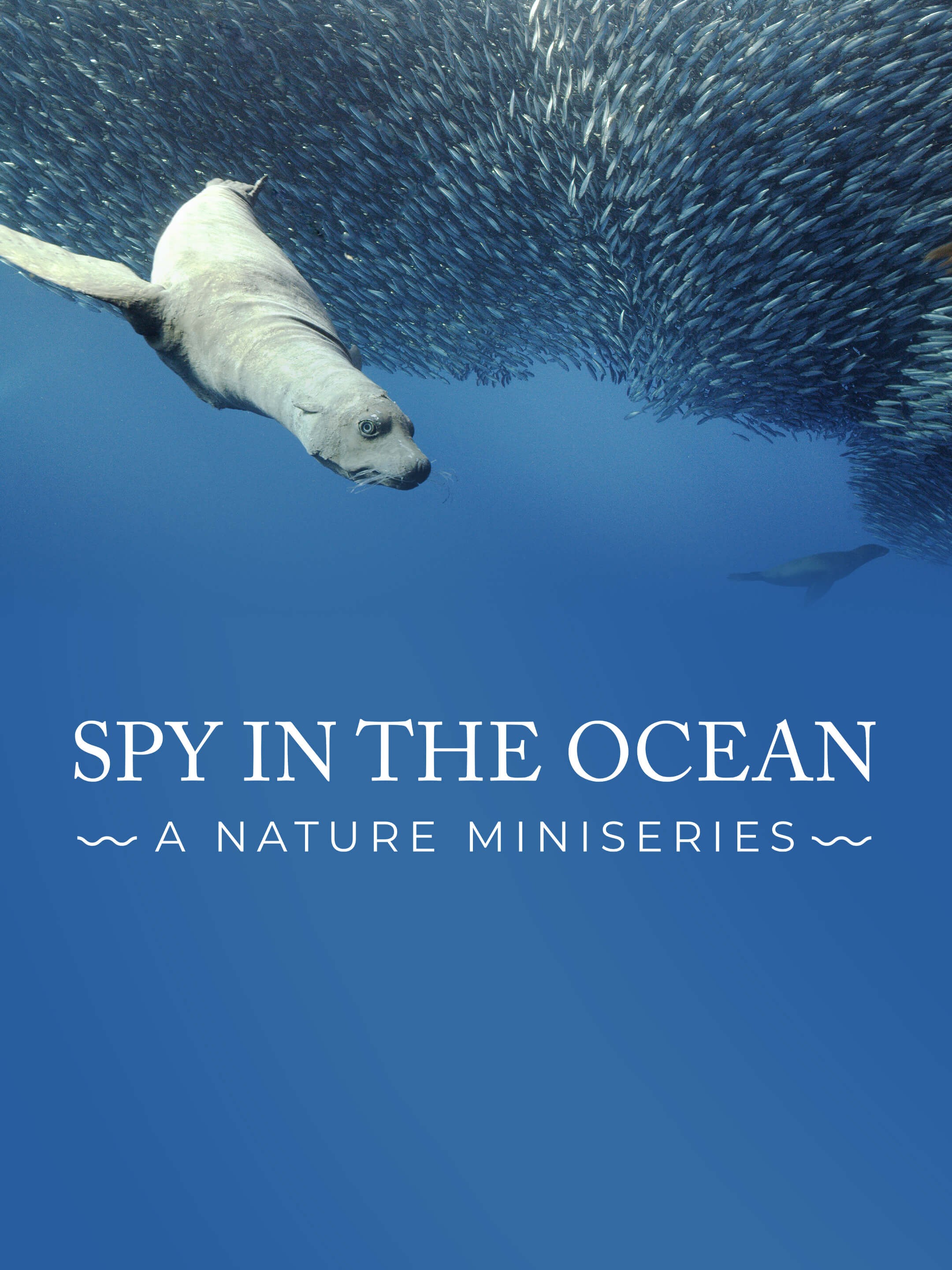 Spy in the Ocean, A Nature Miniseries Pictures | Rotten Tomatoes