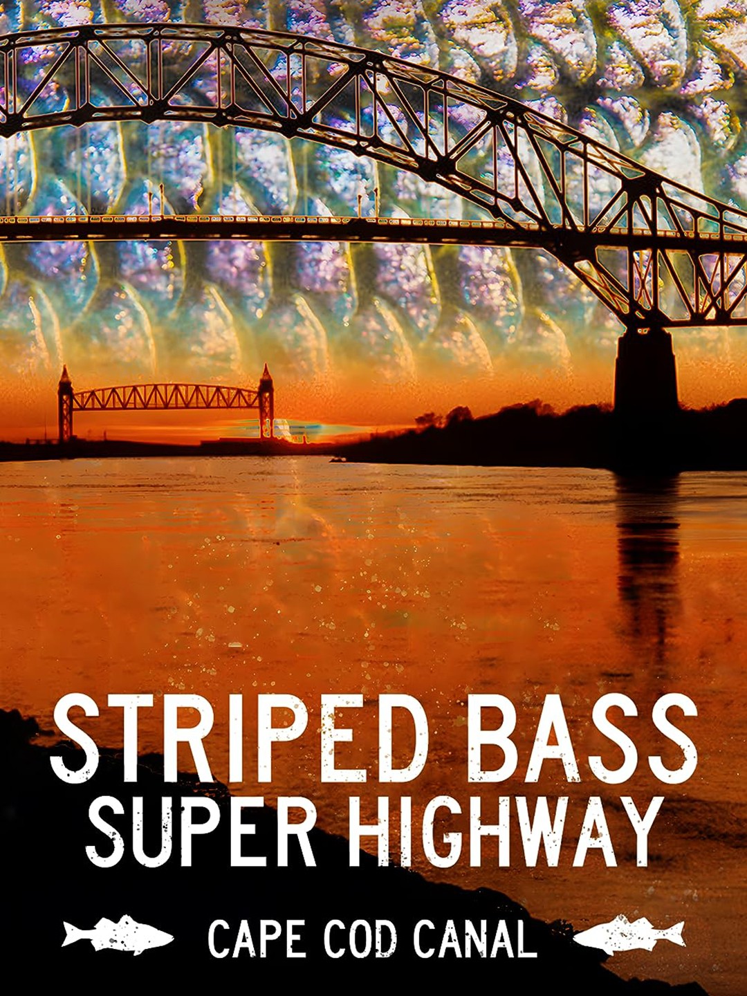 Striped Bass Super Highway: Cape Cod Canal Pictures | Rotten Tomatoes