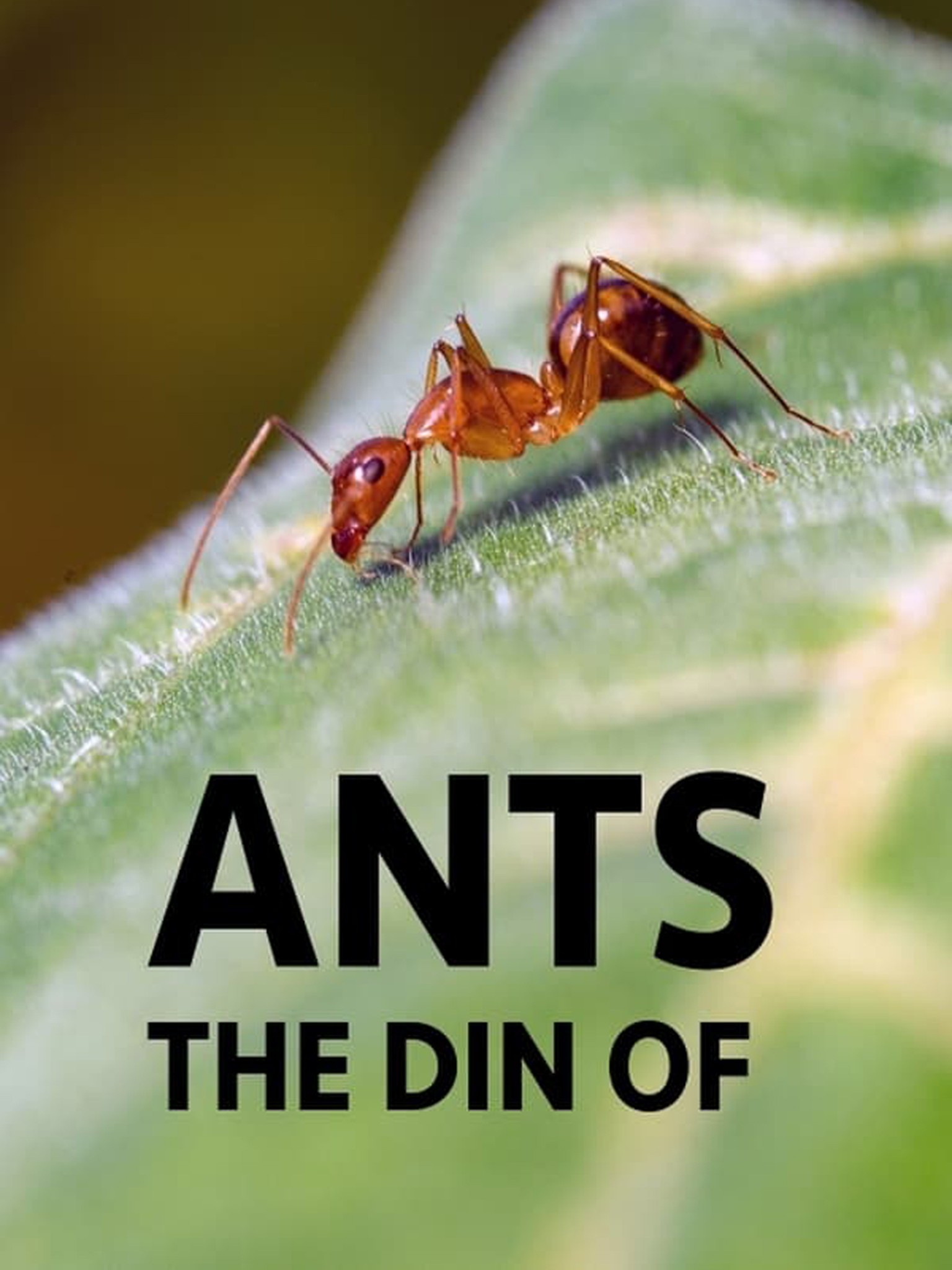 The Din of Ants Pictures | Rotten Tomatoes