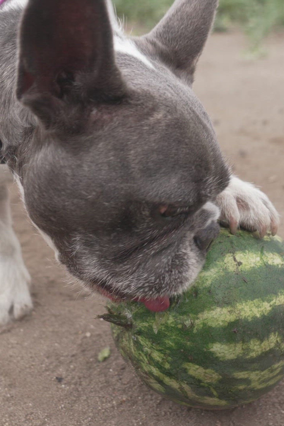 Mission: Melon Pictures | Rotten Tomatoes